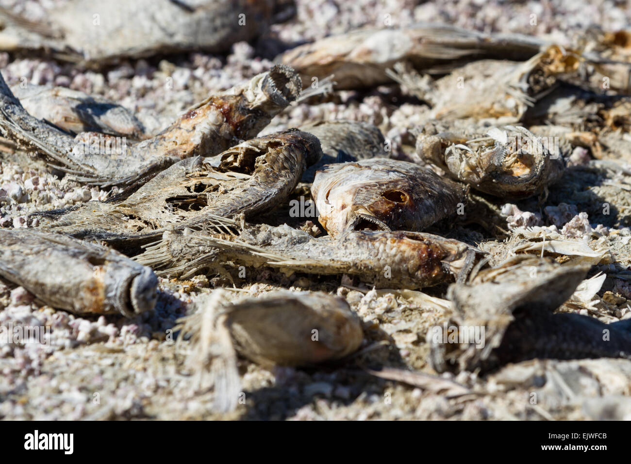 Dead sea drying up hi-res stock photography and images - Alamy