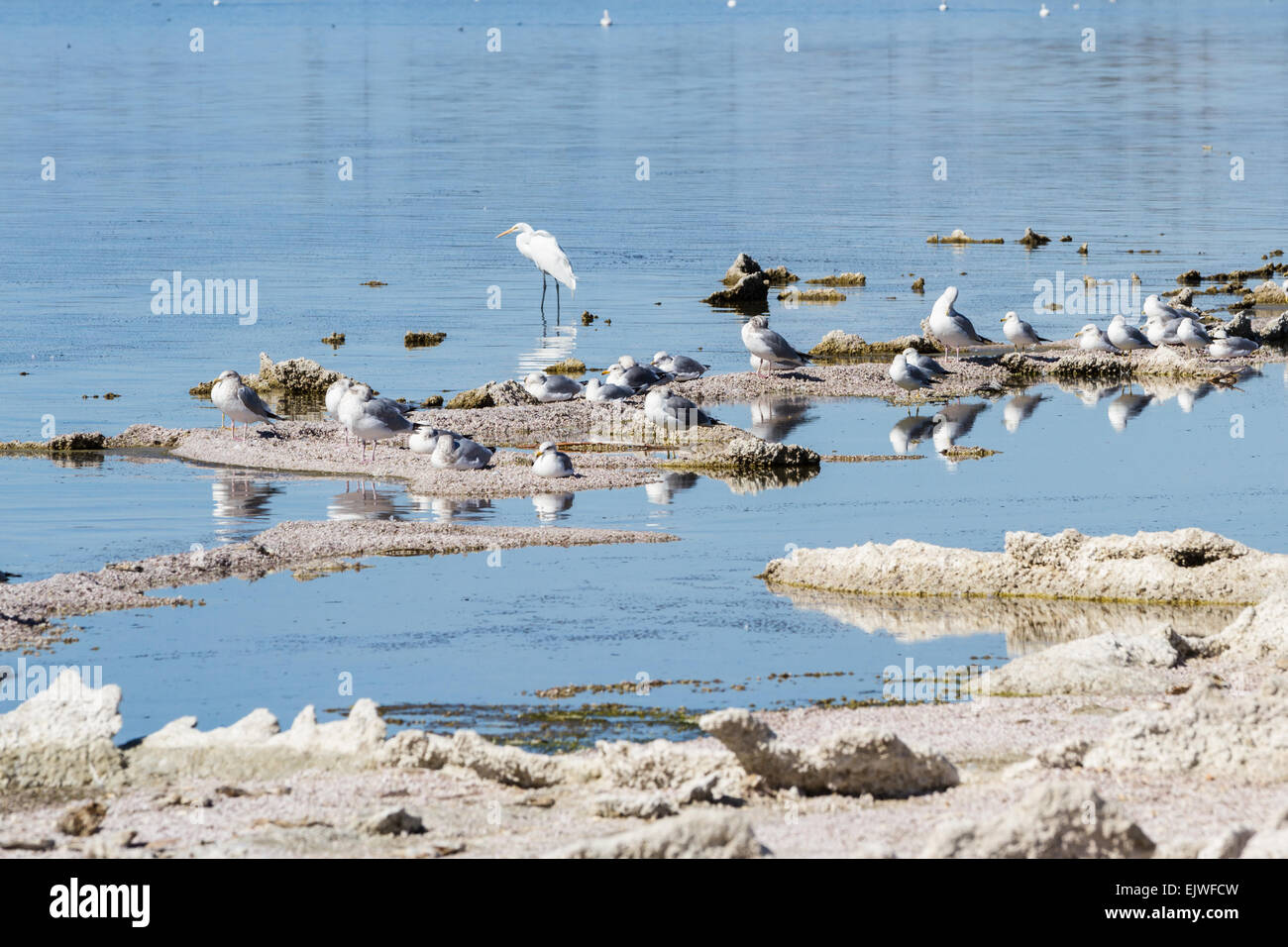 The Salton Sea in southern California is home to numerous birds, in ...