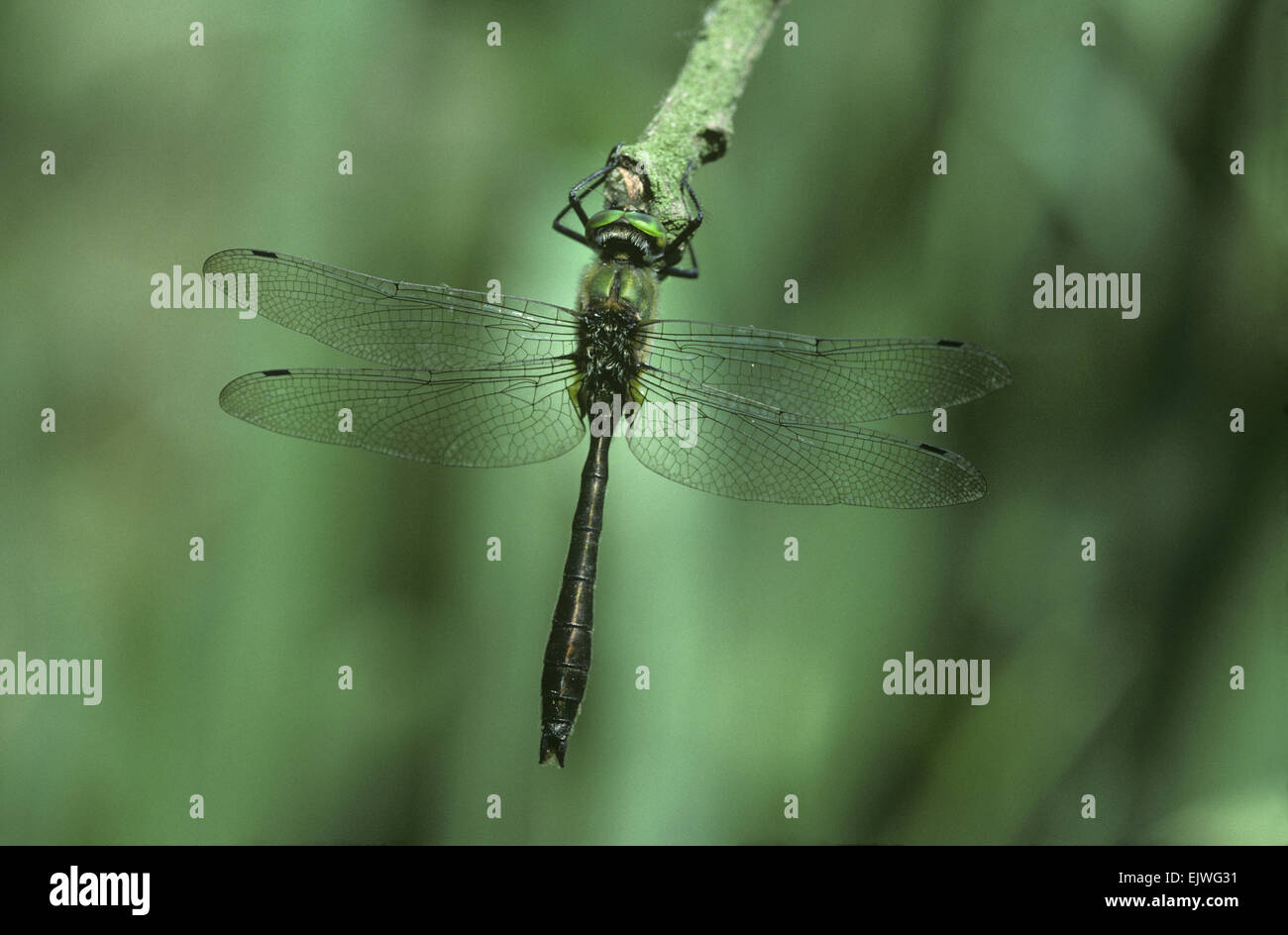 Downy Emerald - Cordulia aenea Stock Photo - Alamy