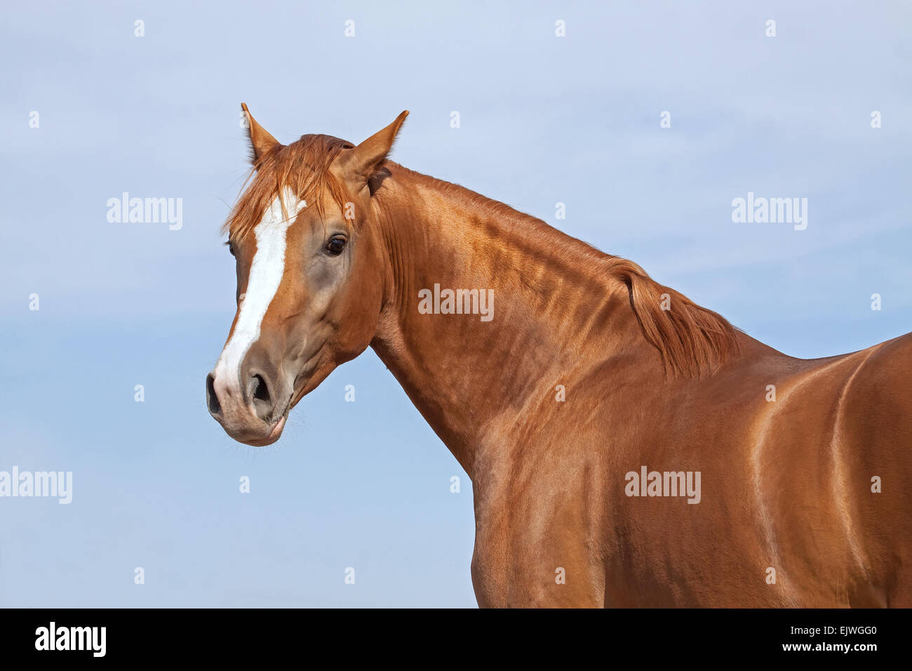 Russian horse stallion hi-res stock photography and images - Alamy