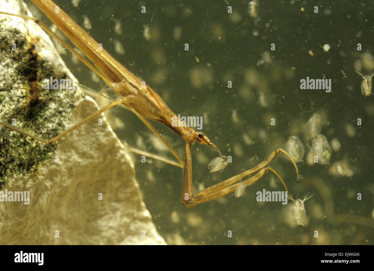 Water Stick Insect - Ranatra linearis Stock Photo - Alamy
