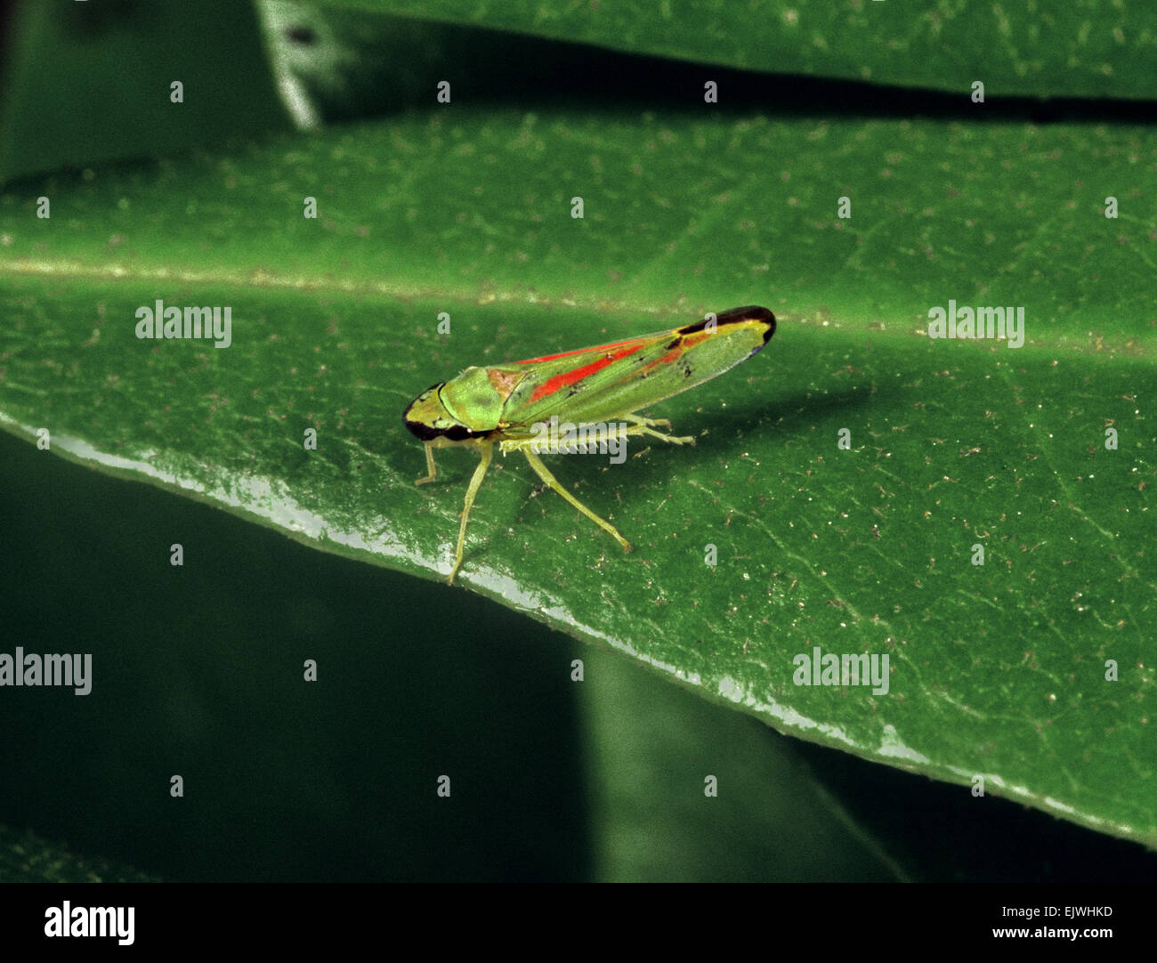 Rhododendron Leafhopper - Graphocephala coccinea Stock Photo - Alamy
