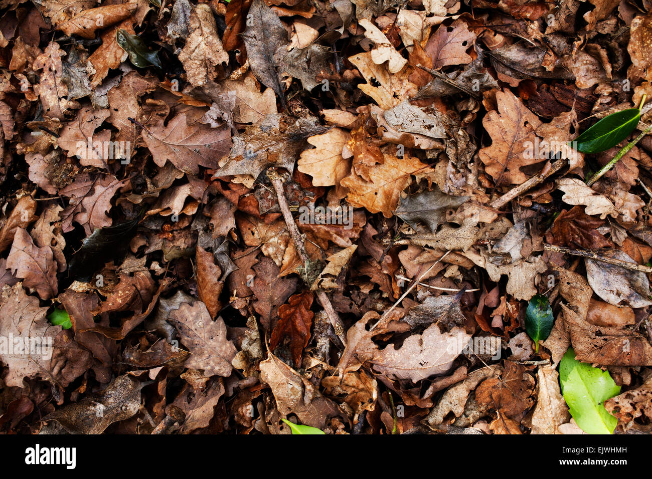 Leaf piles hi-res stock photography and images - Alamy