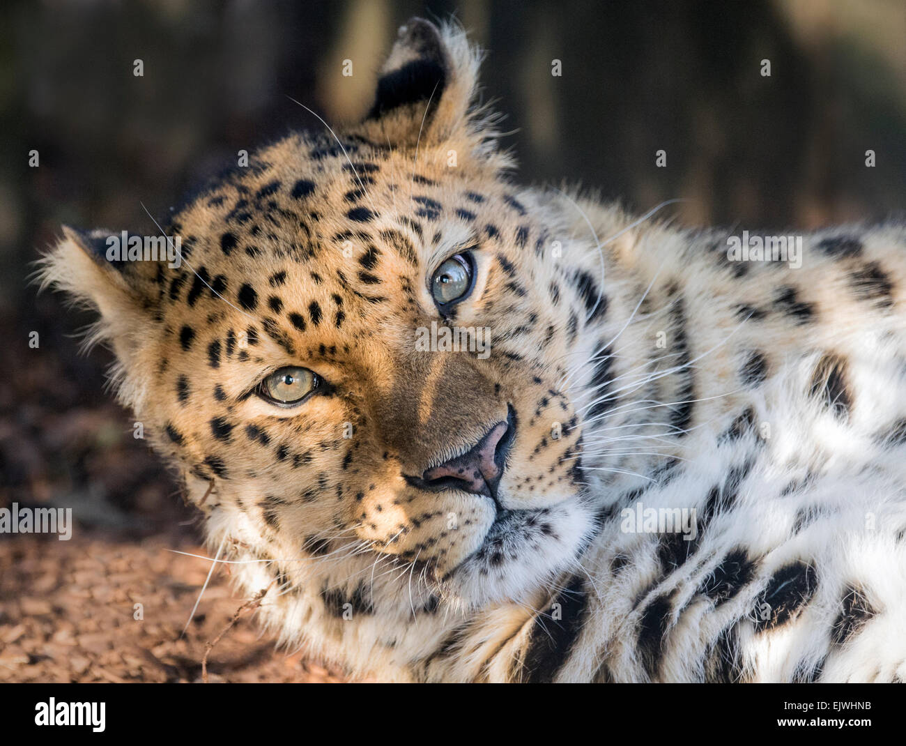 Male Amur leopard looking towards camera Stock Photo - Alamy