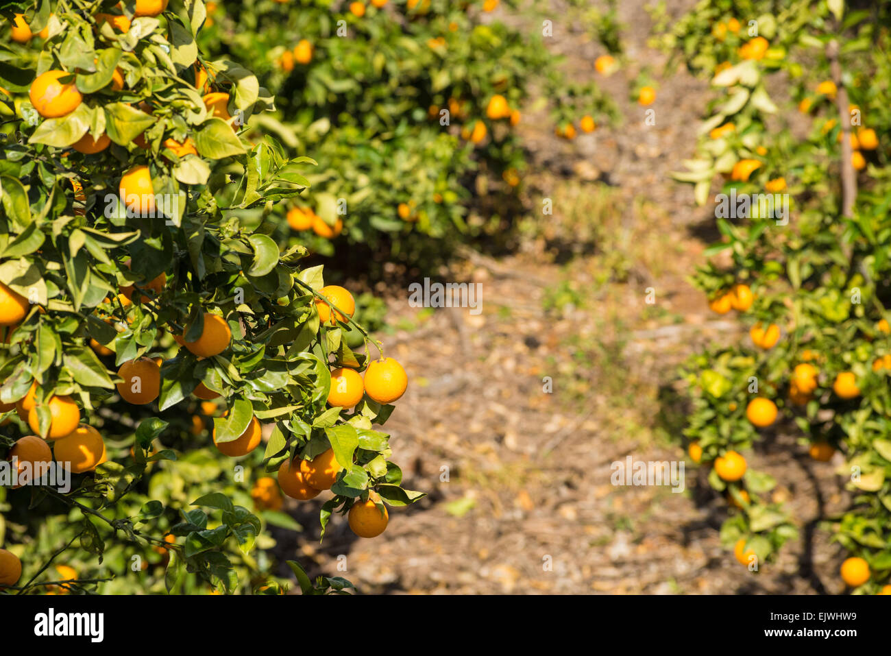 Orange trees with their branched loaded with ripe fruit Stock Photo - Alamy