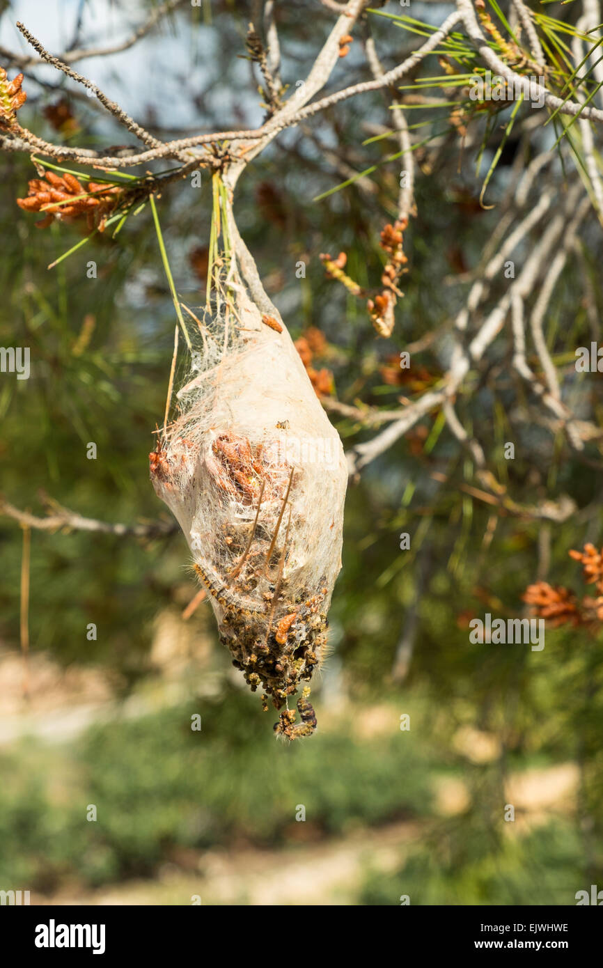 Large processionary maggot nest on a pine tree Stock Photo - Alamy