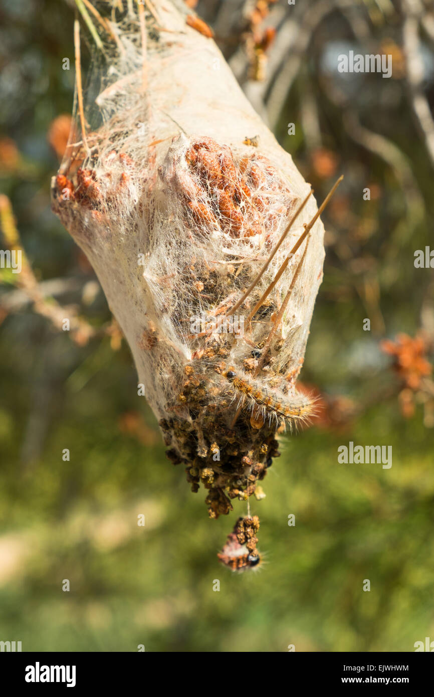 Large processionary maggot nest on a pine tree Stock Photo - Alamy