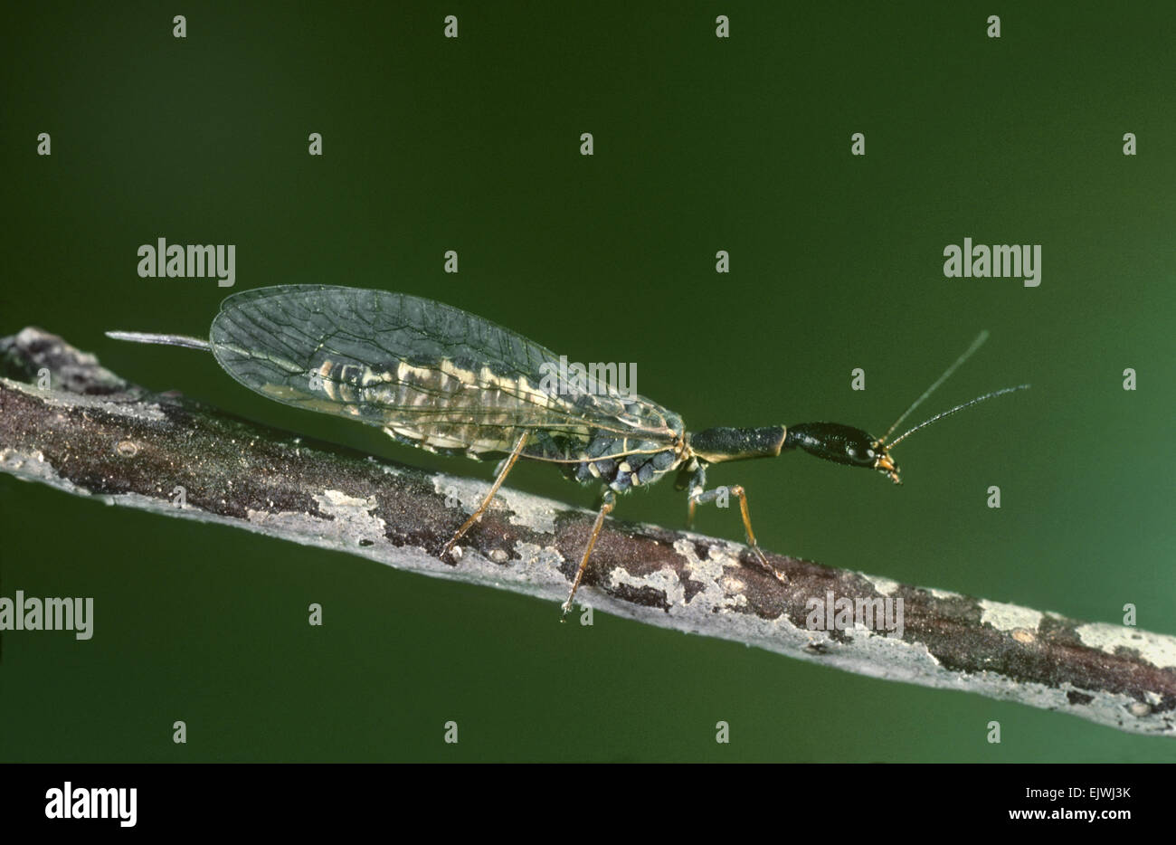 Snake Fly - Raphidia notata Stock Photo - Alamy