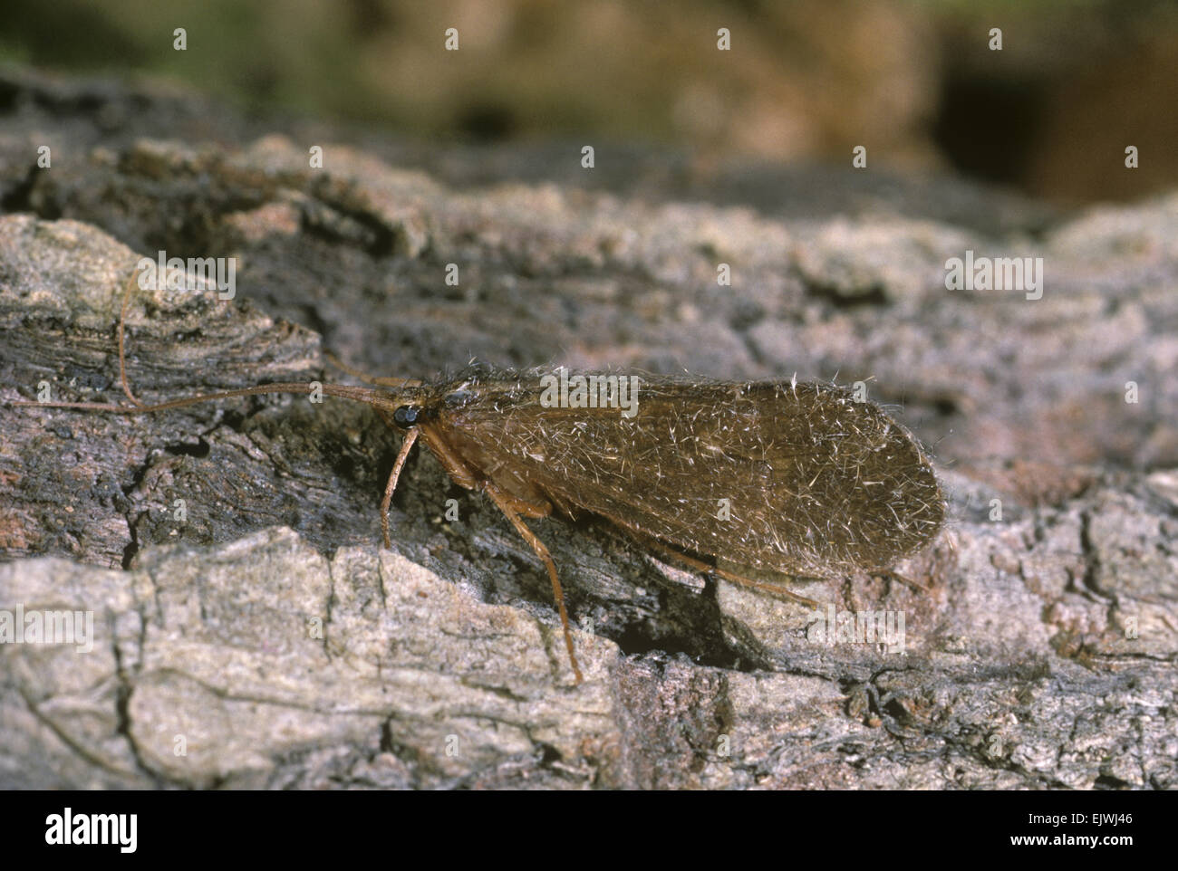 Caddis fly hi-res stock photography and images - Alamy