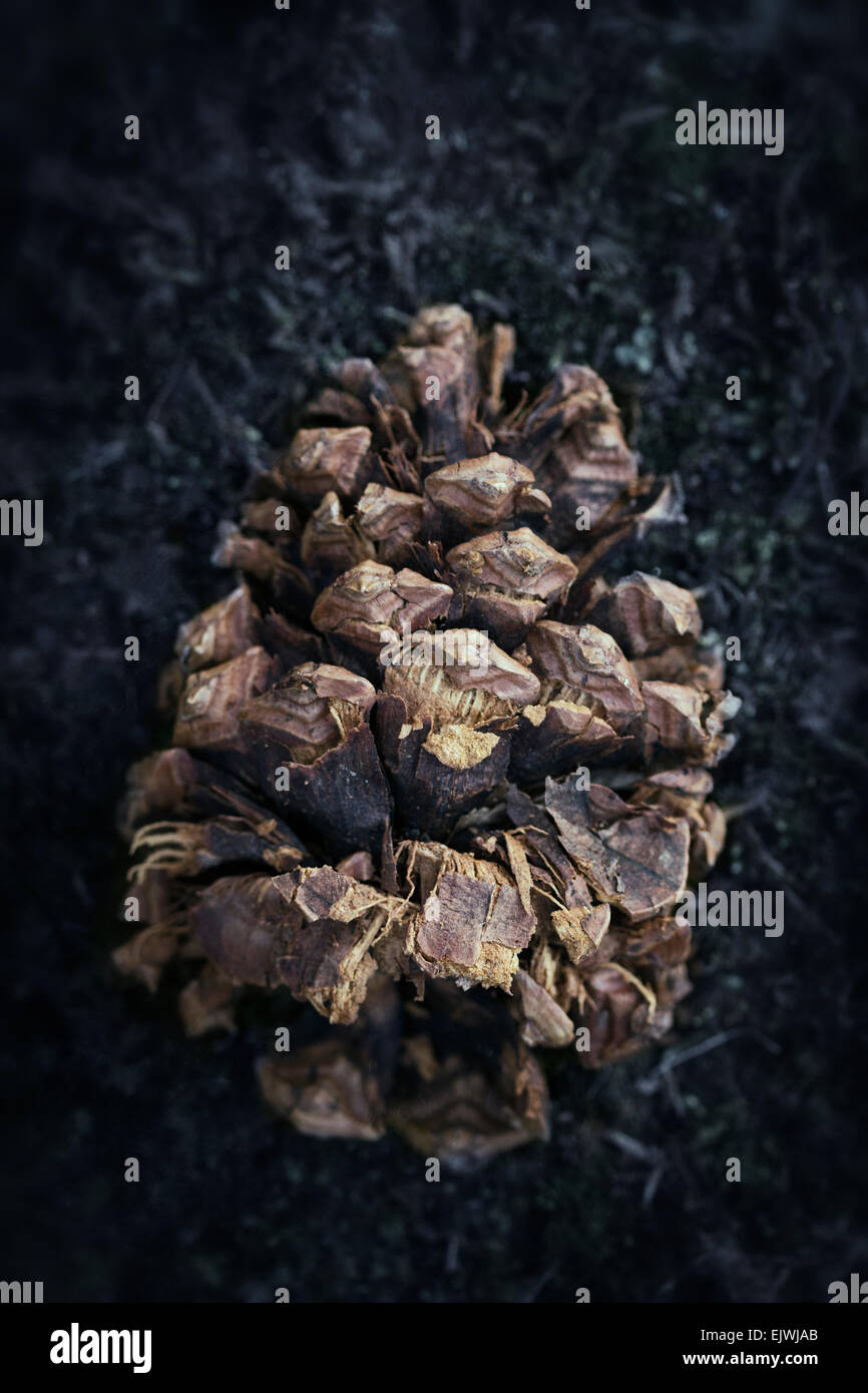A close up of a crushed pine cone resting on the cold winter ground ...
