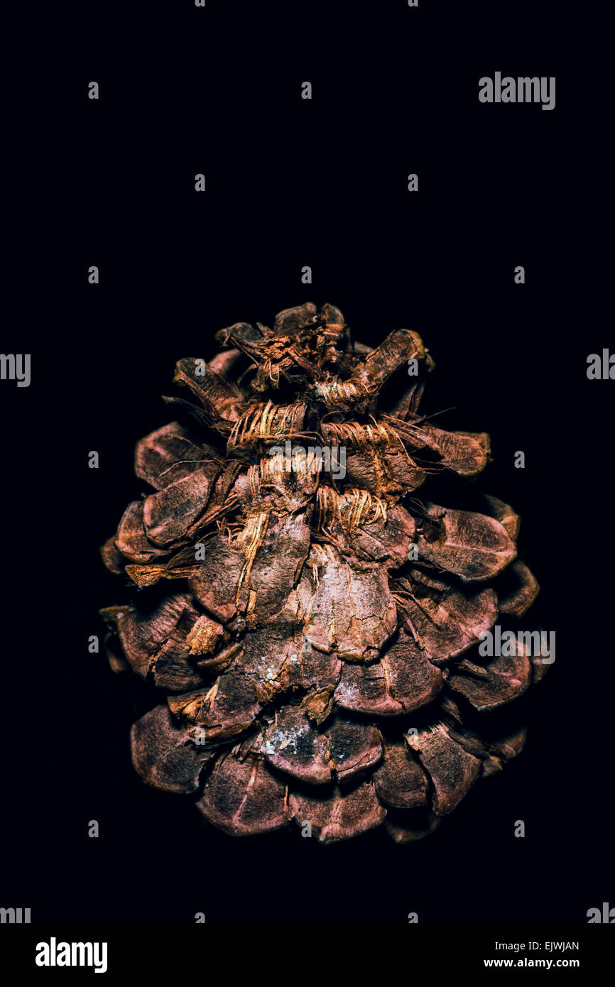 Woody black hi-res stock photography and images - Alamy