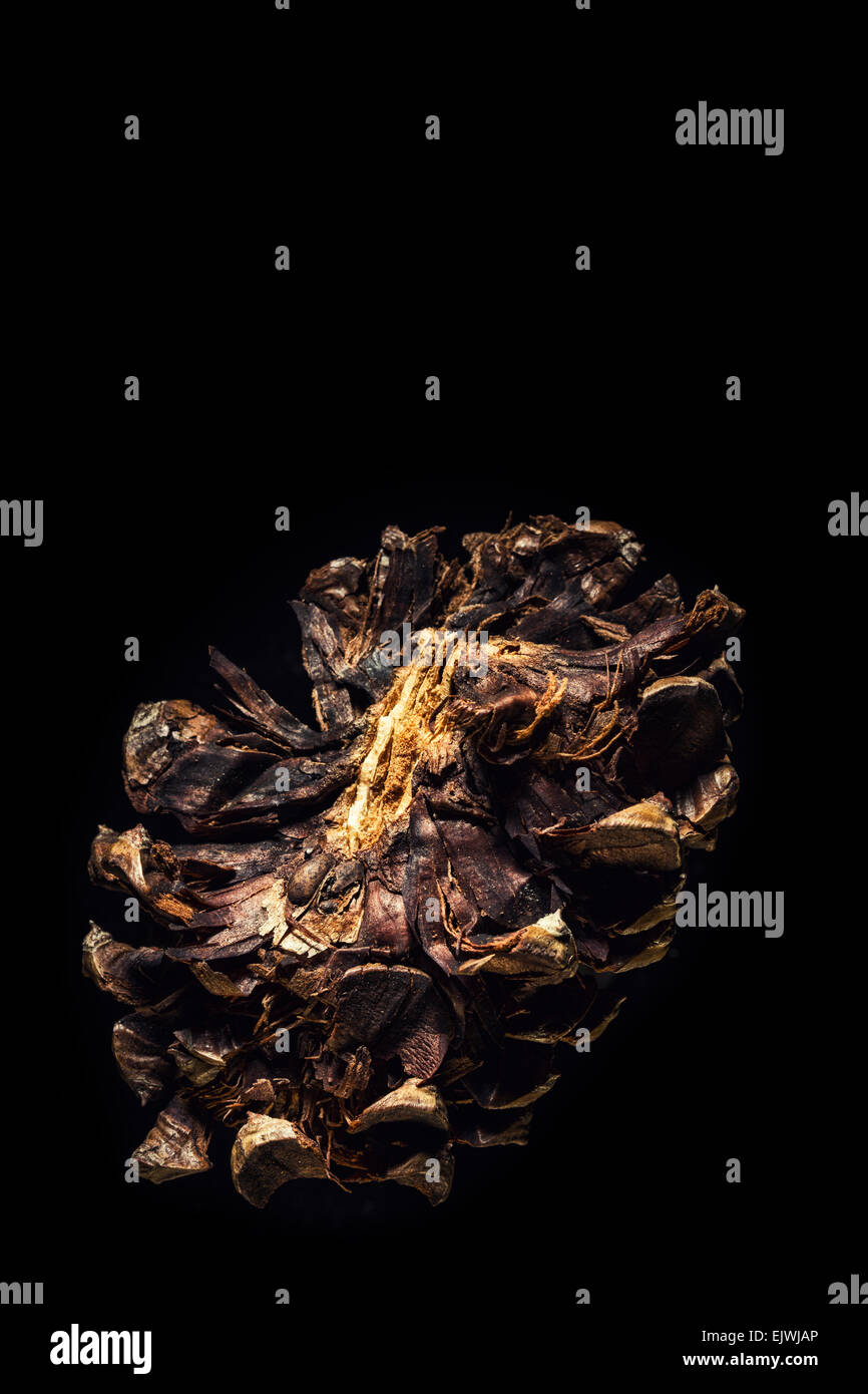 Woody cone hi-res stock photography and images - Alamy