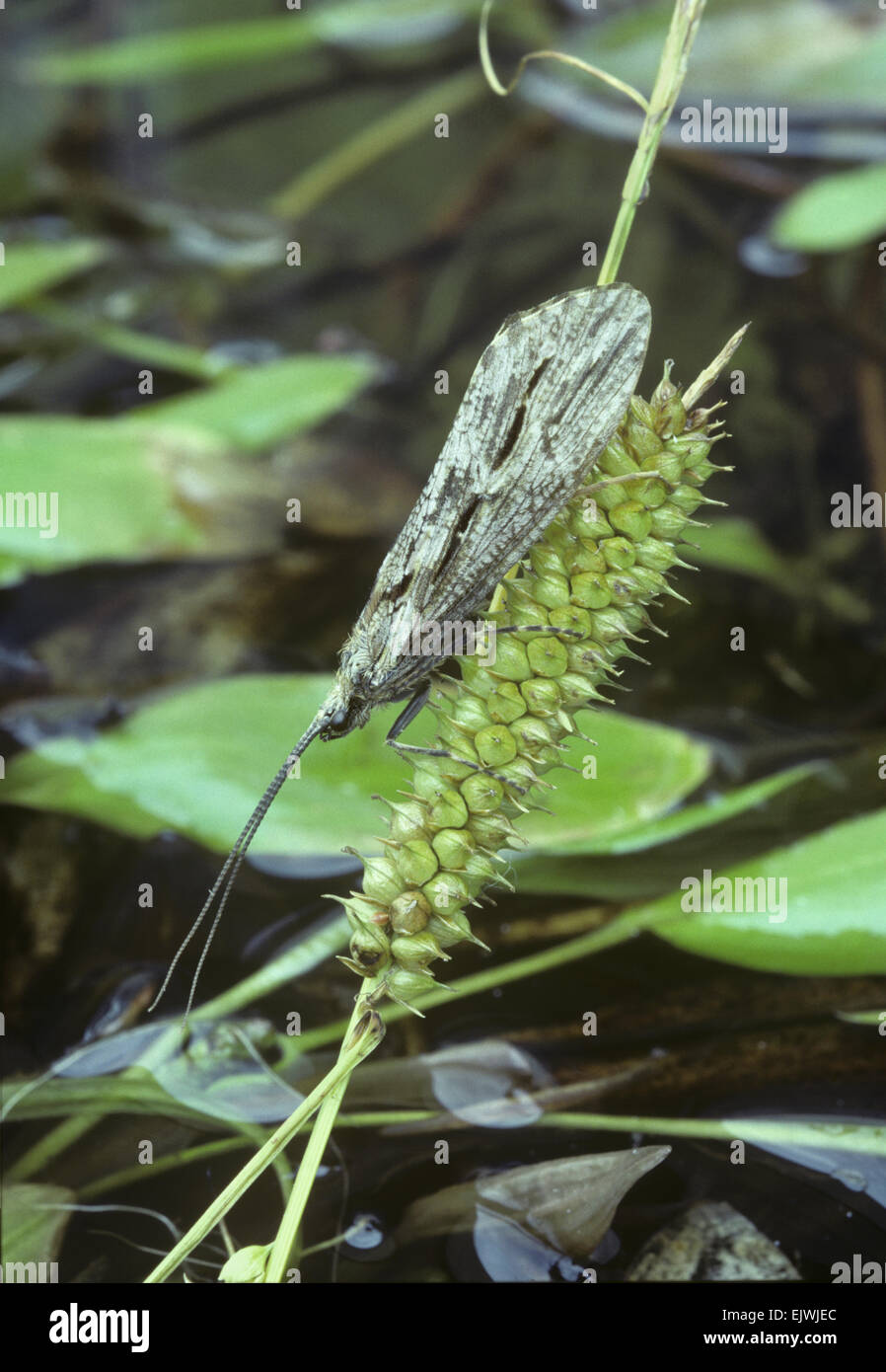 Caddis Fly - Limnephilus elegans Stock Photo - Alamy