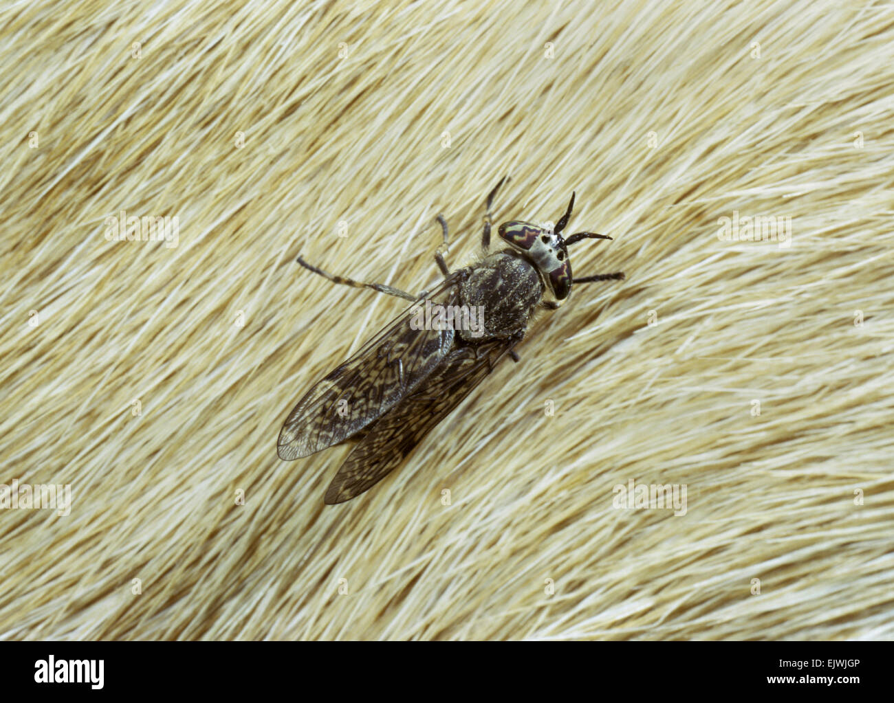 Notch-horned Cleg Fly or Common Horse Fly Haematopa pluvialis Stock ...