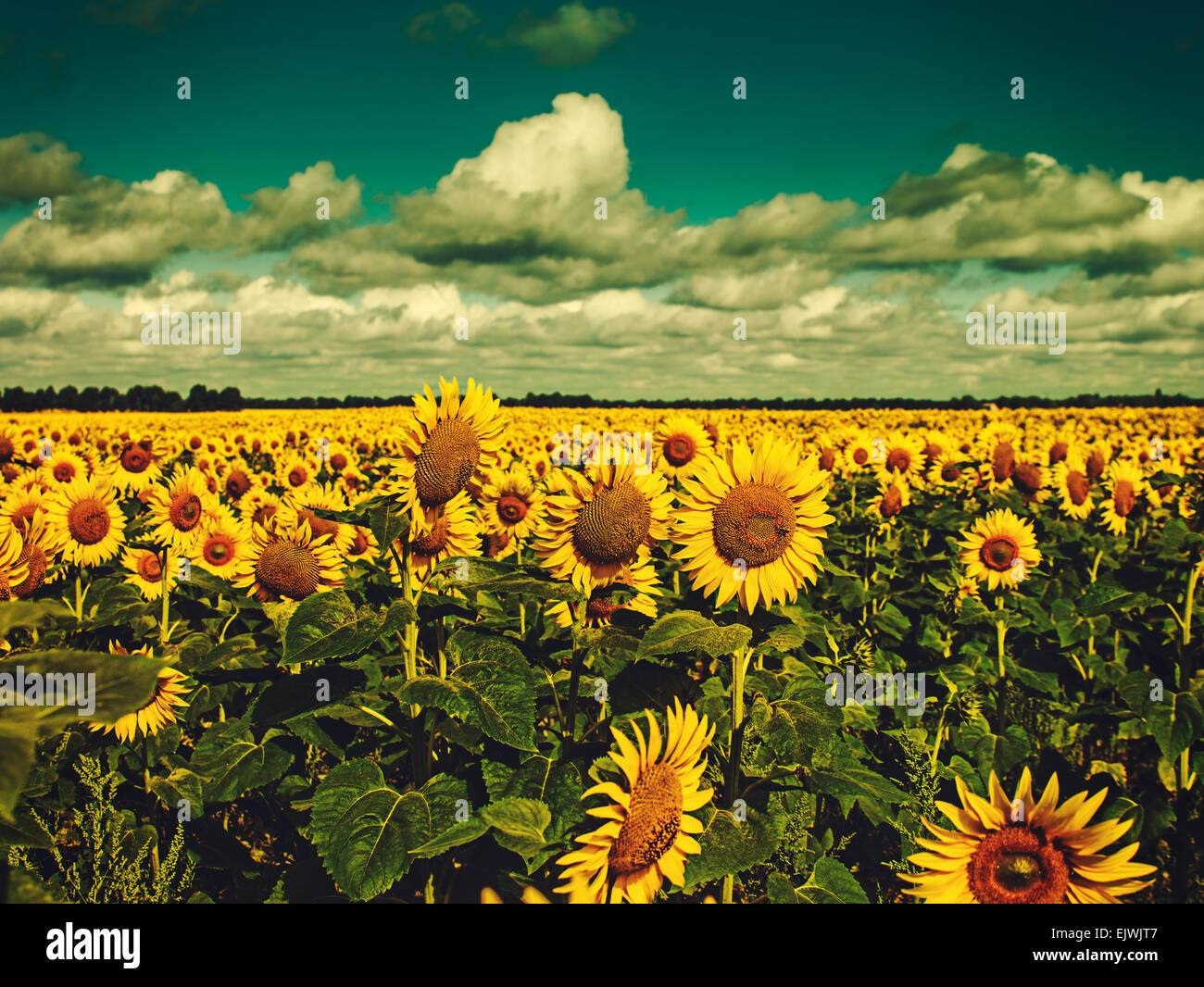 Sunflowers under the blue sky. beautiful rural scene Stock Photo - Alamy