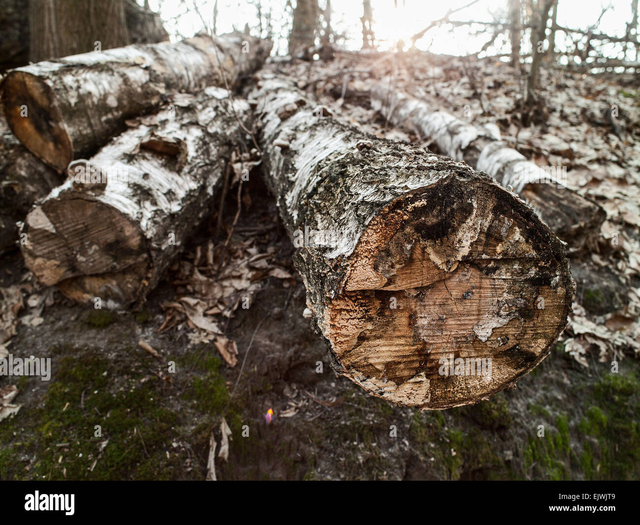 Sawmill. Abstract environmental backgrounds for your design Stock Photo ...