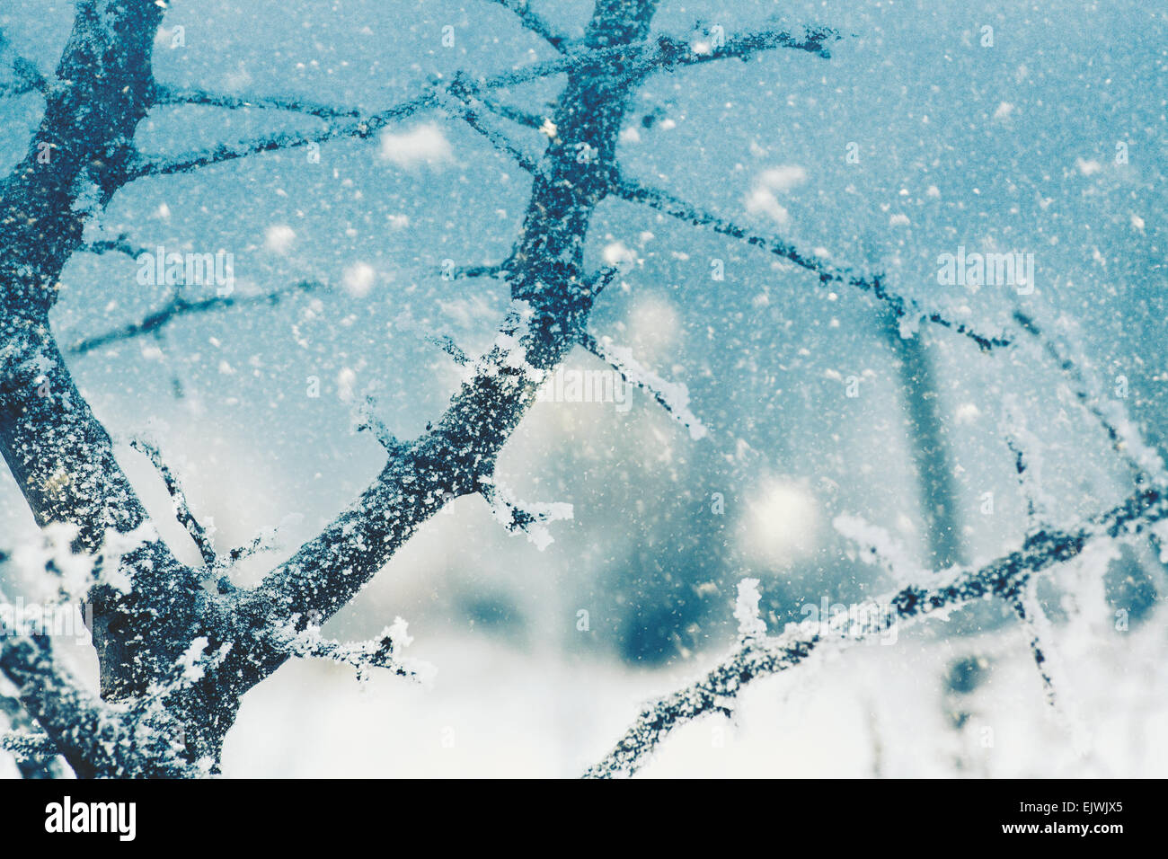 Seasonal backgrounds with snowfall over the forest Stock Photo - Alamy