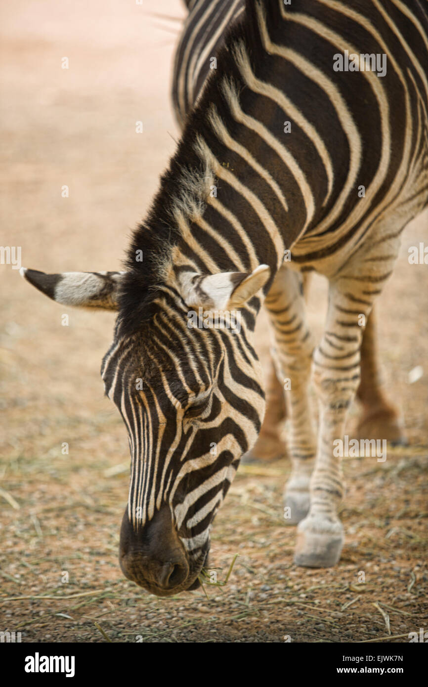 Zebra Details High Resolution Stock Photography and Images - Alamy