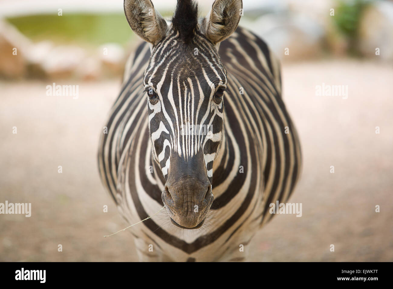 Zebra close-up view and details of its prints, Cordoba Zoo, Spain Stock ...