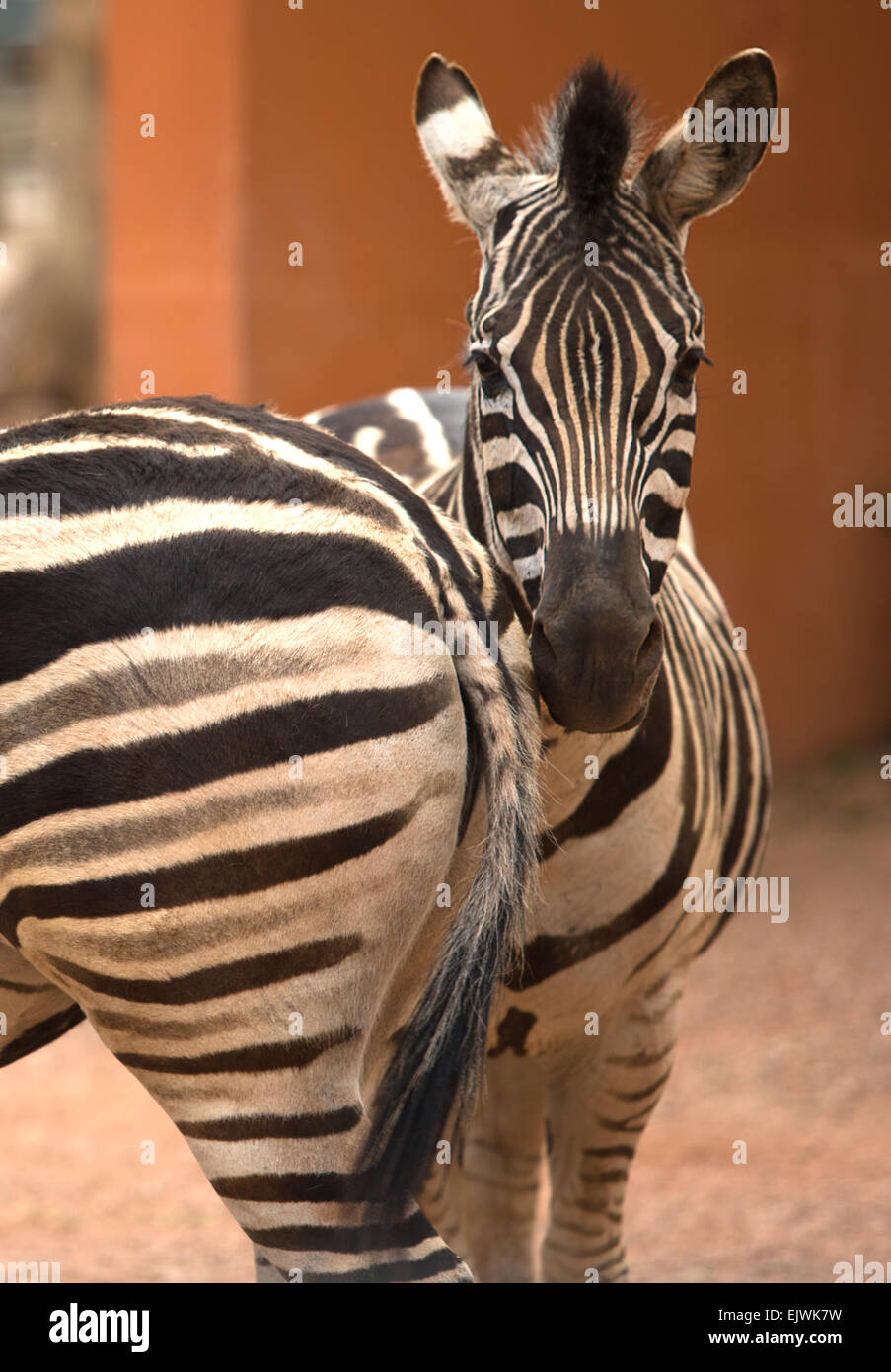 Zebra Details High Resolution Stock Photography and Images - Alamy