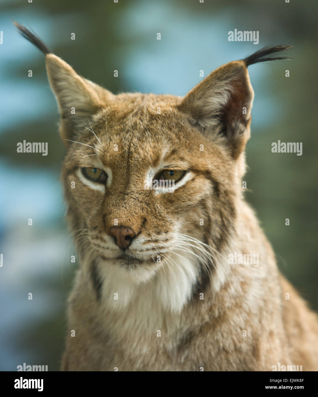 The Eurasian lynx ranges from central and northern Europe across Asia ...