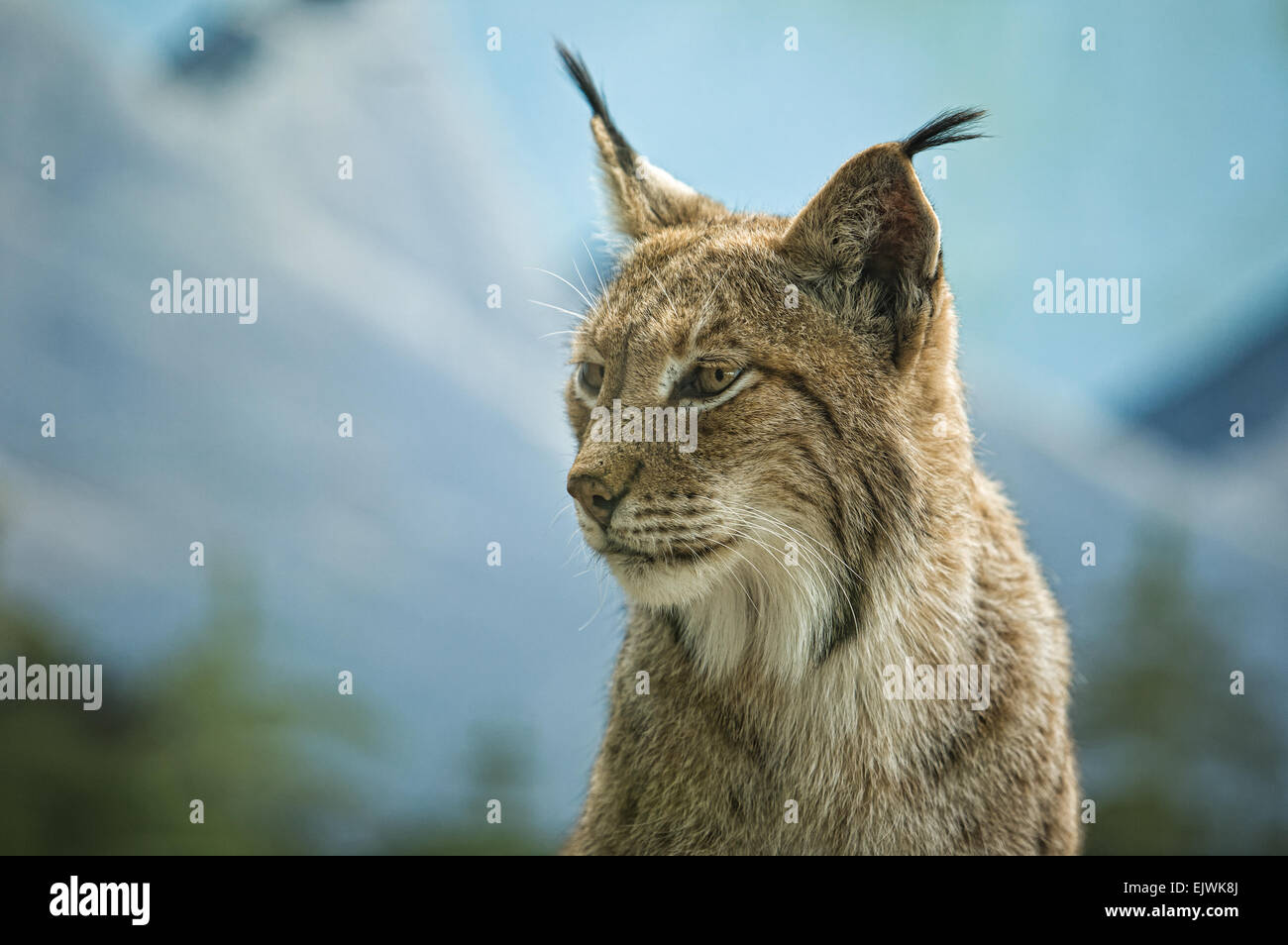 The Eurasian lynx ranges from central and northern Europe across Asia ...