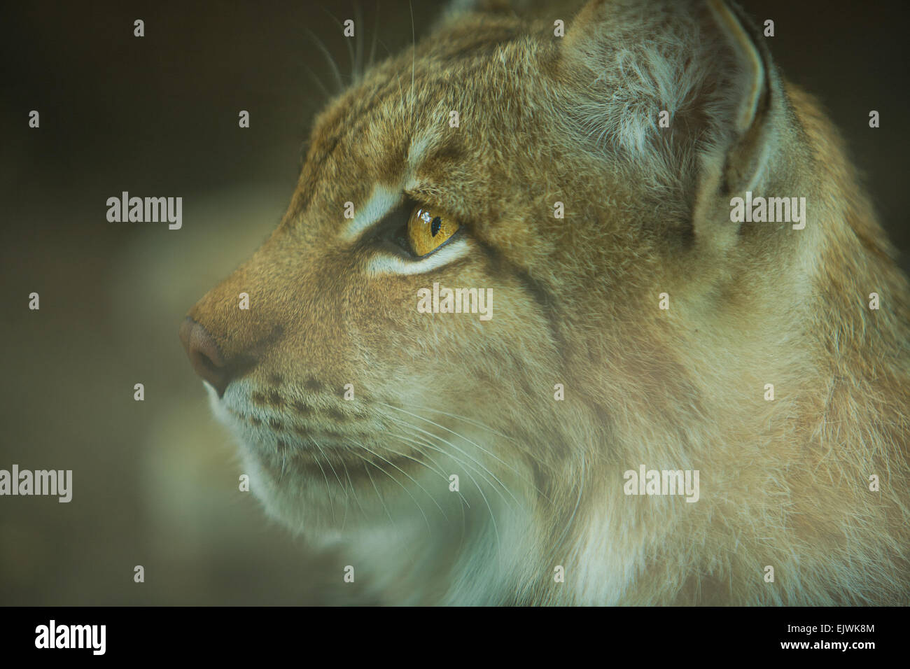 Northern lynx lynx lynx lynx hi-res stock photography and images - Alamy