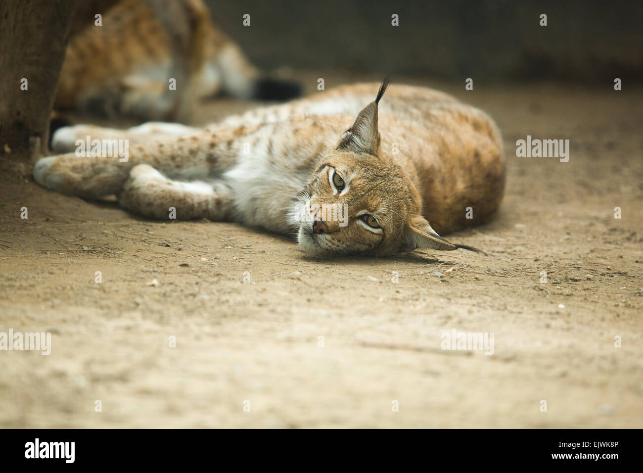 The Eurasian lynx ranges from central and northern Europe across Asia ...