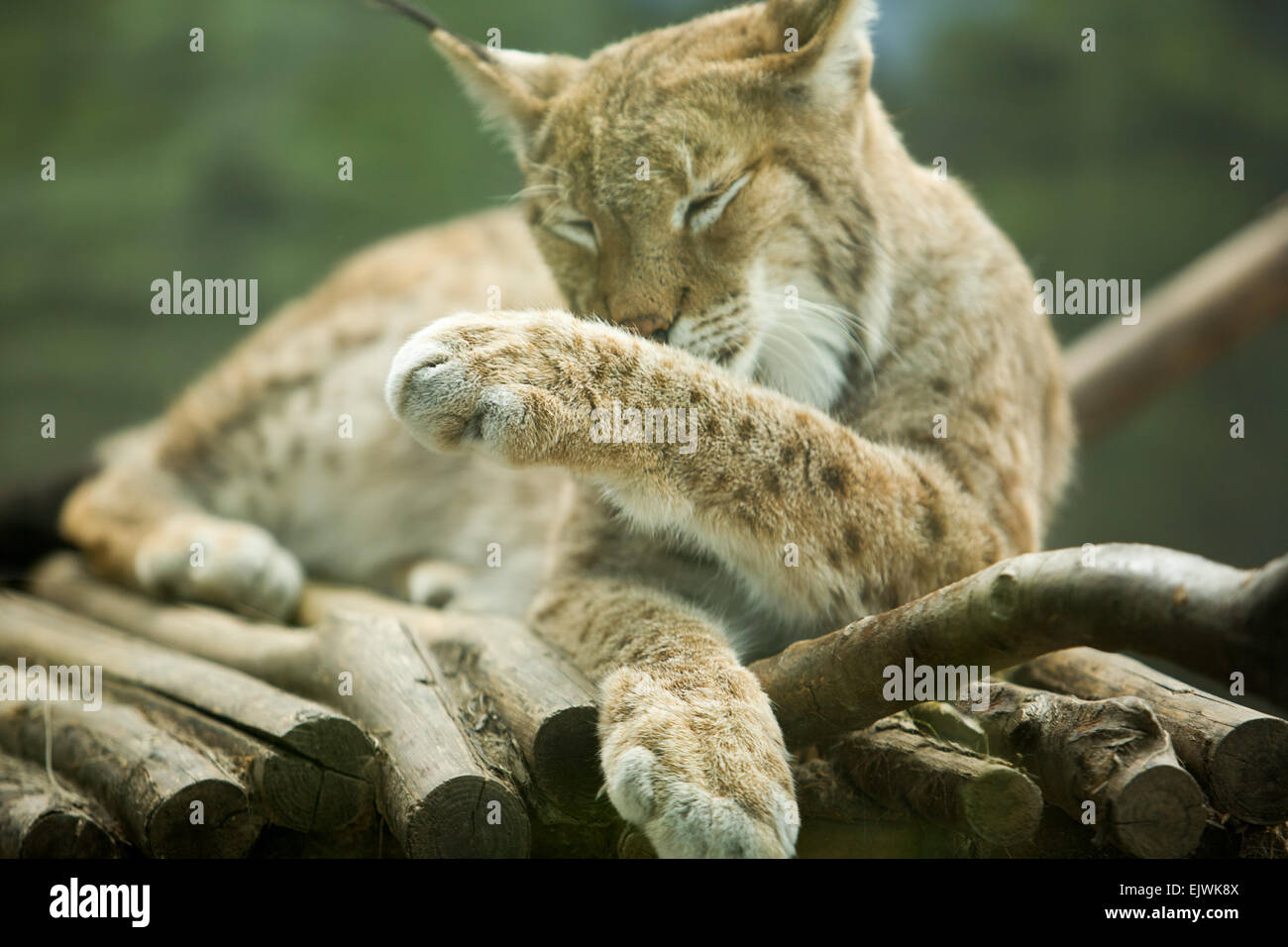 The Eurasian lynx ranges from central and northern Europe across Asia ...
