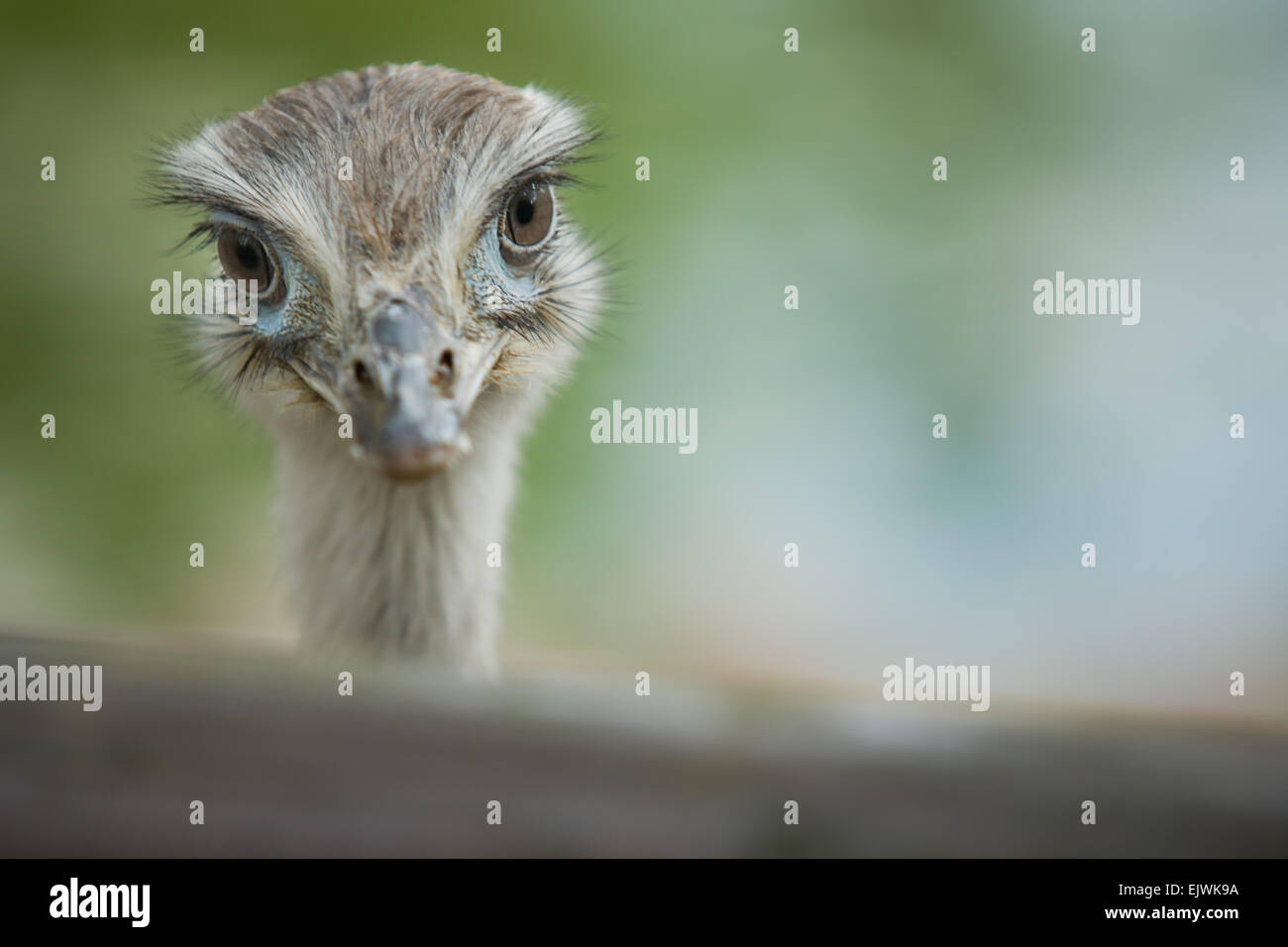 Close-up portrait of Greater Rhea bird with green background Stock ...