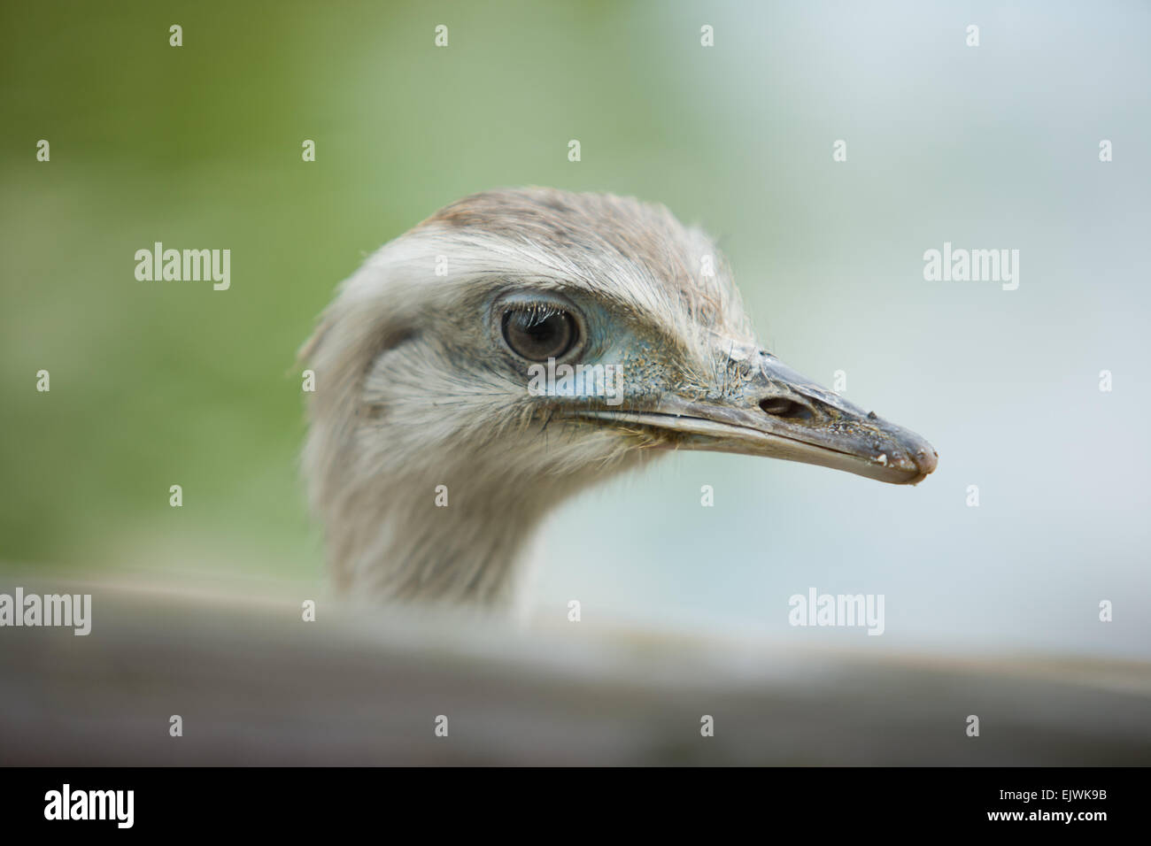 Close-up portrait of Greater Rhea bird with green background Stock ...