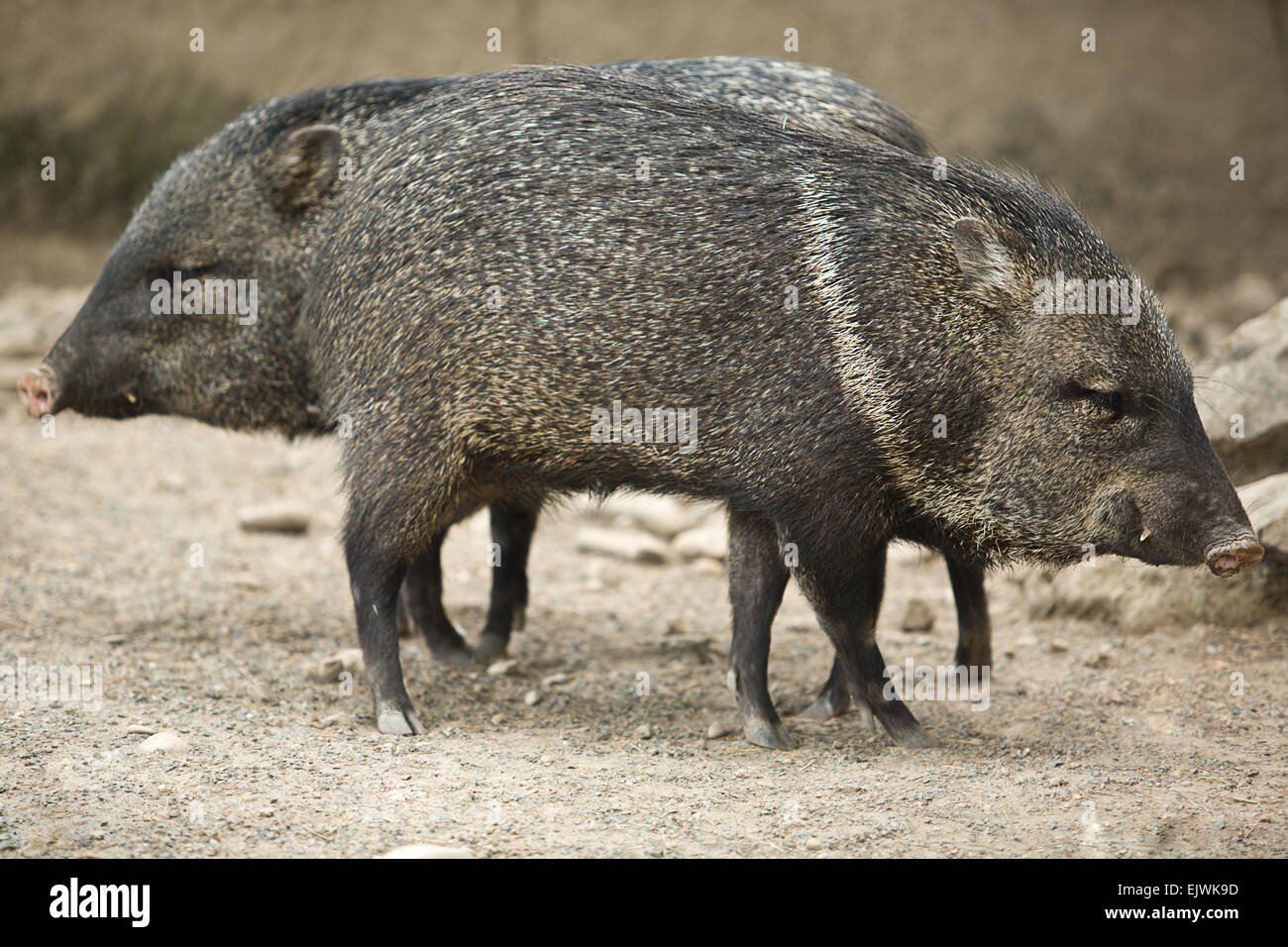 Pig like hi-res stock photography and images - Alamy