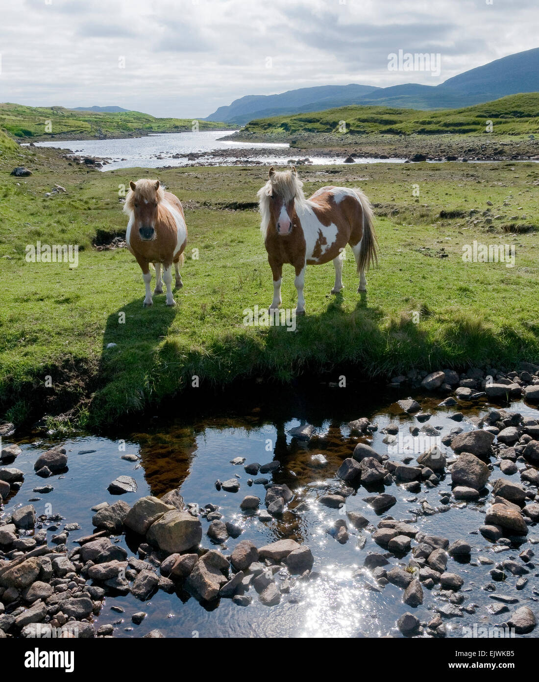 Shetland ponies scotland hi-res stock photography and images - Alamy