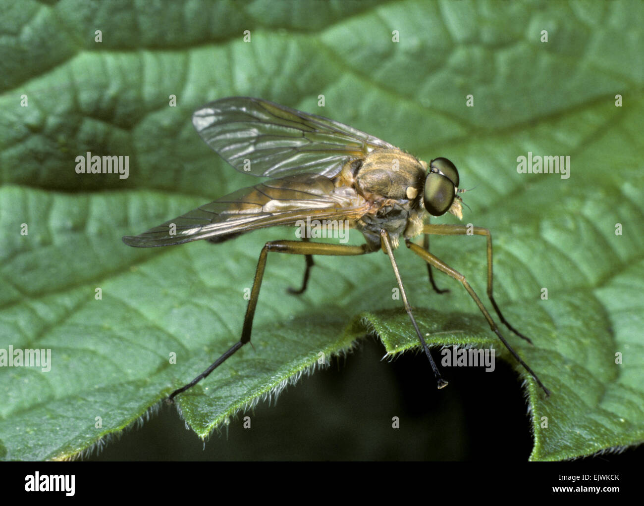 Snipe flies hi-res stock photography and images - Alamy