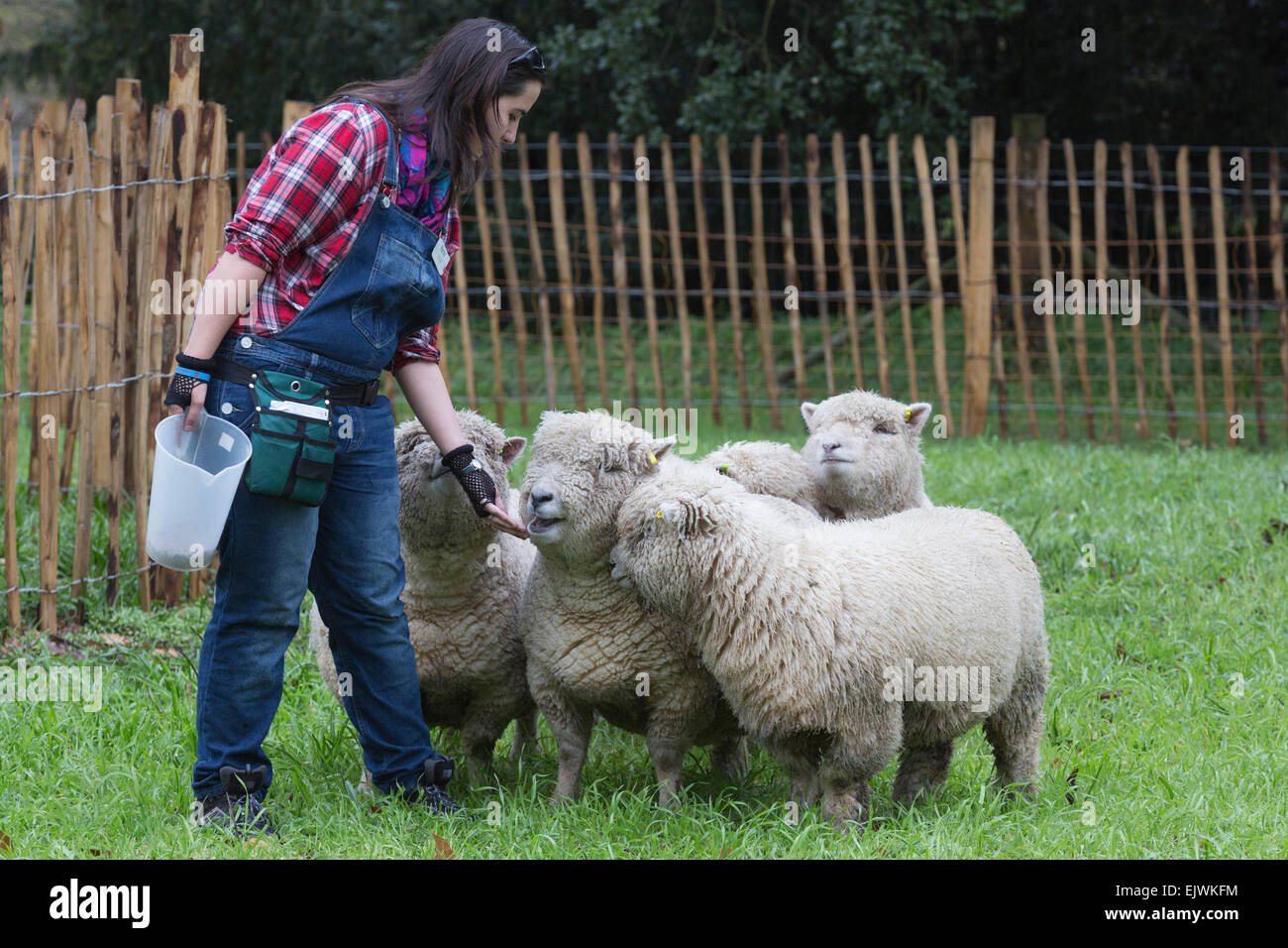 Shepherdess Ellie Burch, 22, from Croydon with a flock of five ...