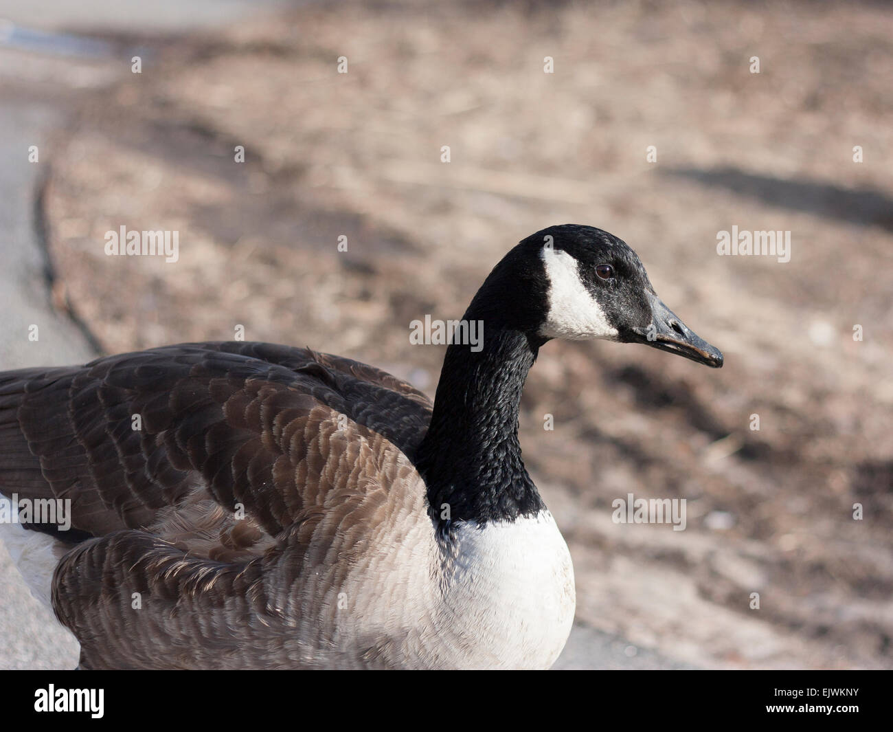 Franklin park wildlife hi-res stock photography and images - Alamy