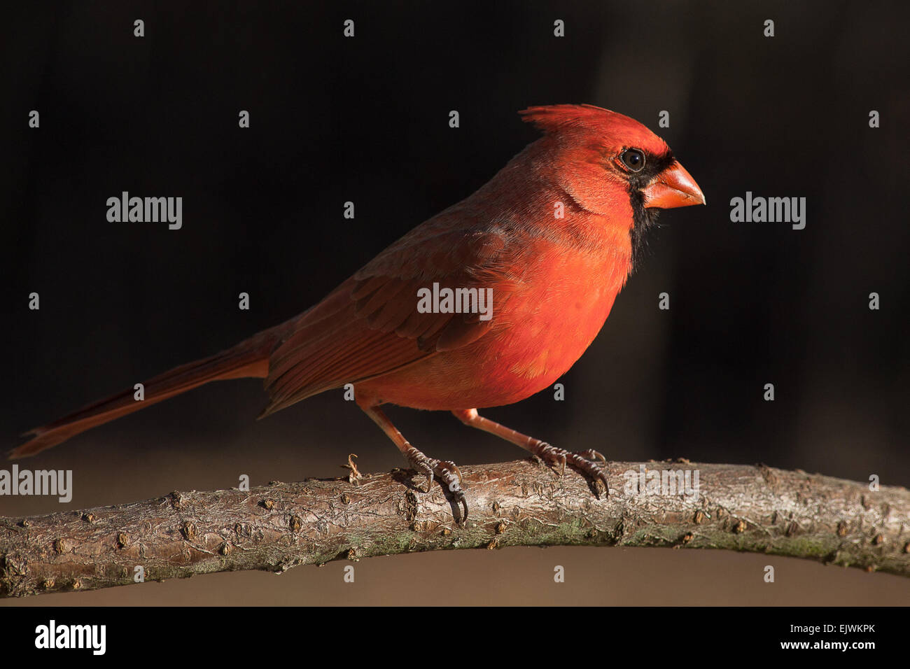 Northern cardinal in afternoon light hi-res stock photography and ...