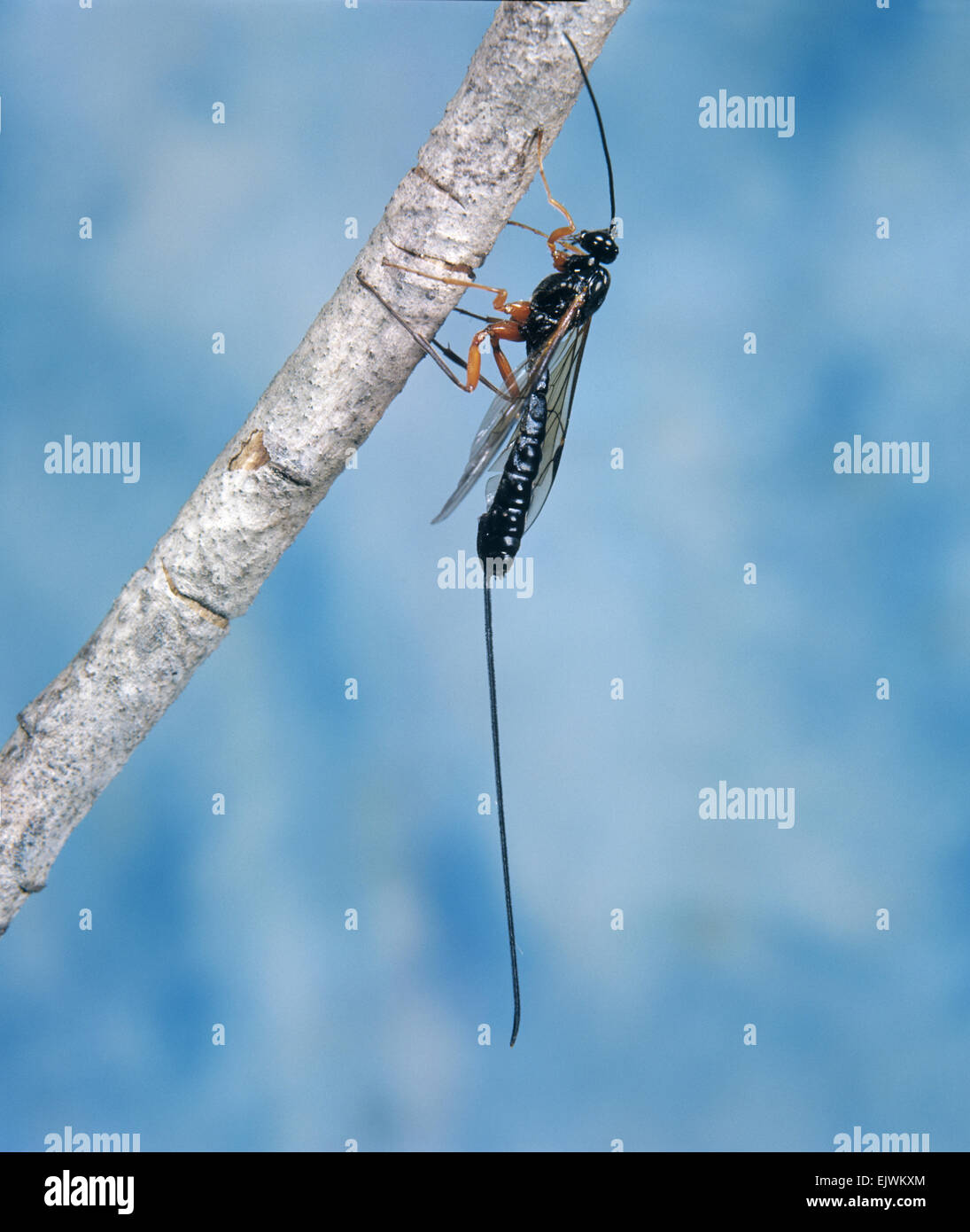 Ichneumon Fly - Rhyssa persuasoria Stock Photo - Alamy