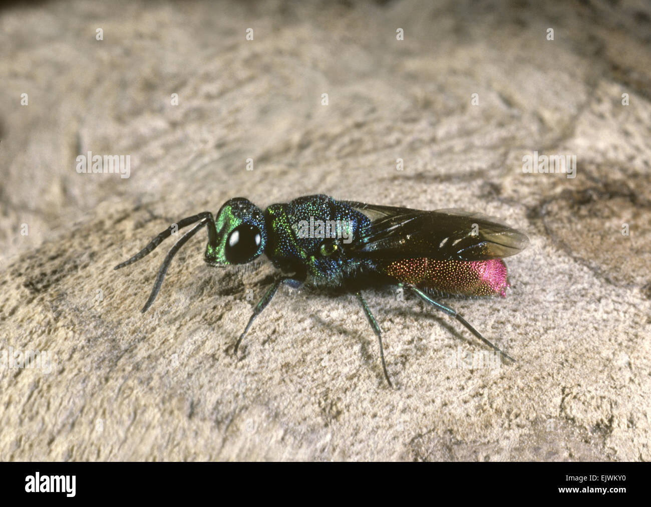 Ruby-tailed Wasp - Chrysis ignita Stock Photo - Alamy