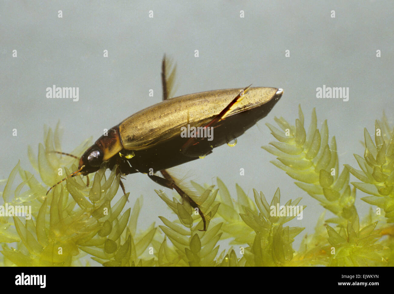Diving beetles hi-res stock photography and images - Alamy
