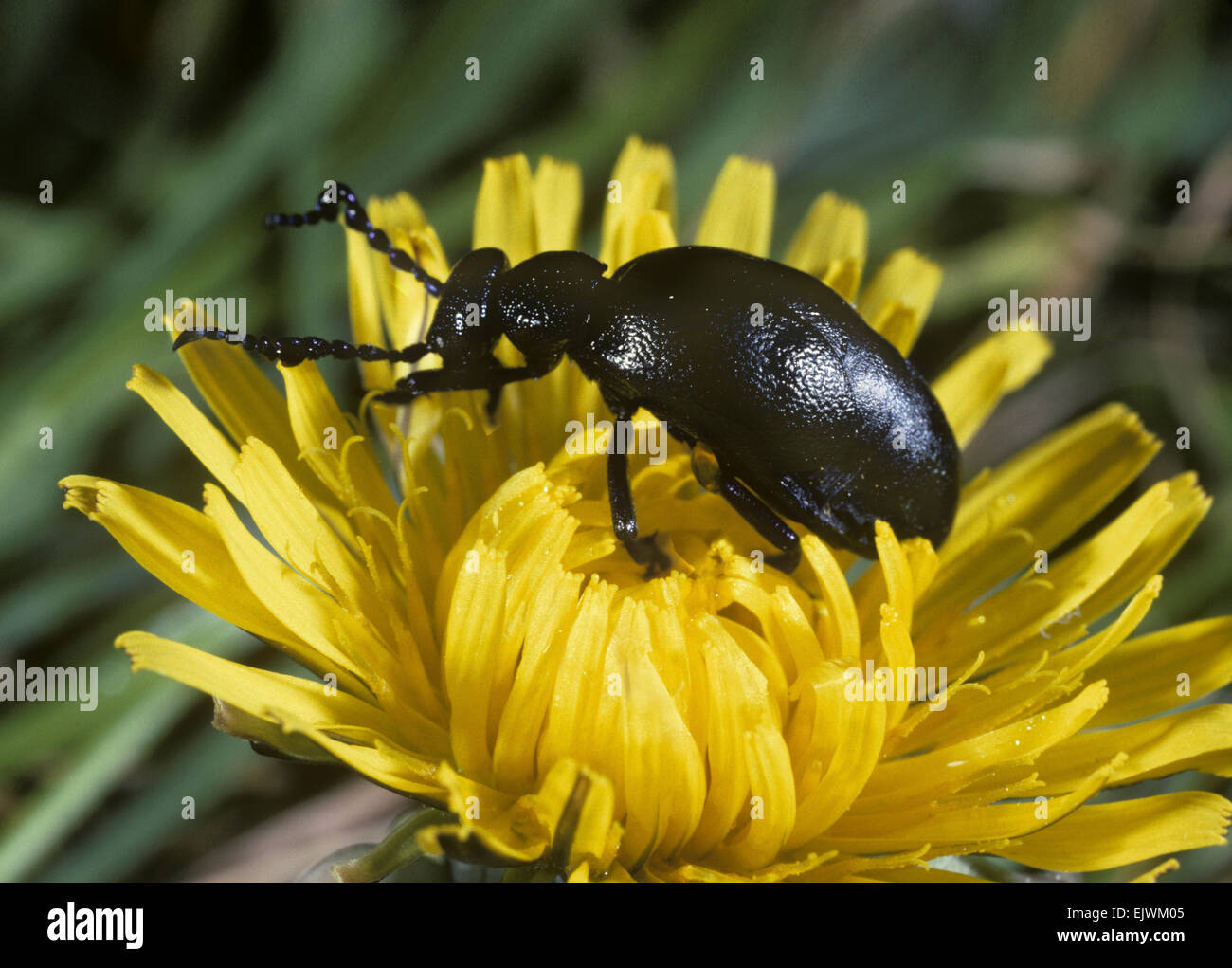 Oil beetles hi-res stock photography and images - Alamy