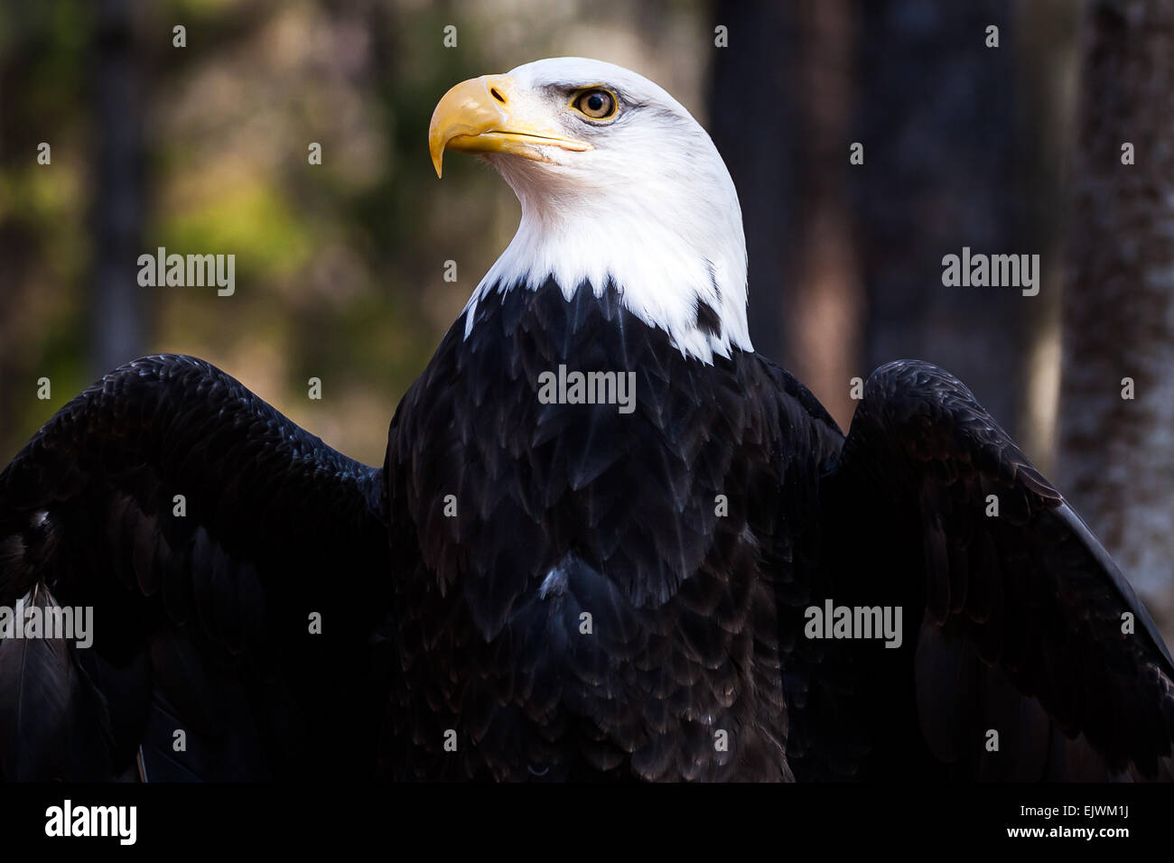 An American bald eagle spreading out his wings Stock Photo - Alamy