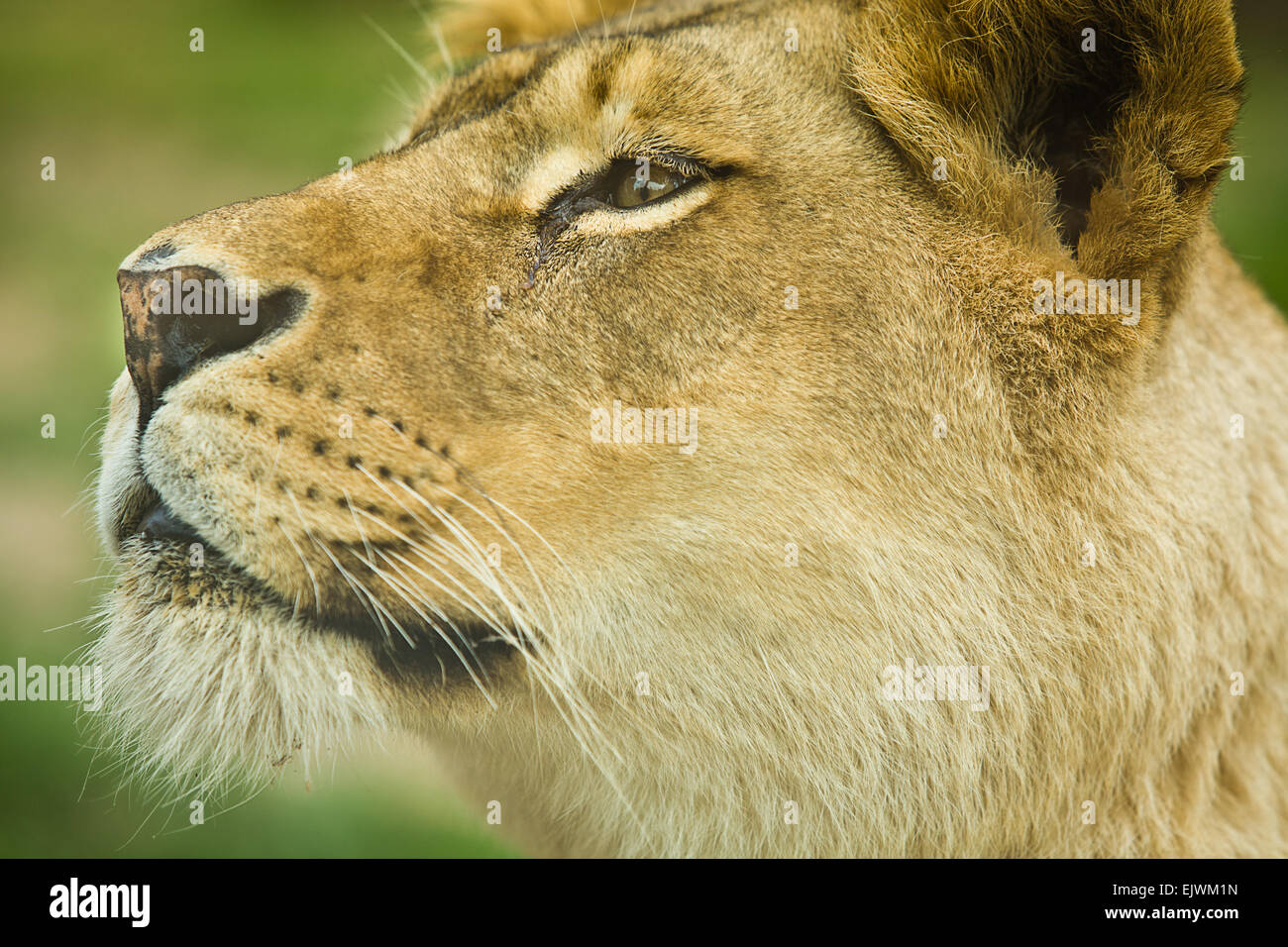 Beautiful african hi-res stock photography and images - Alamy