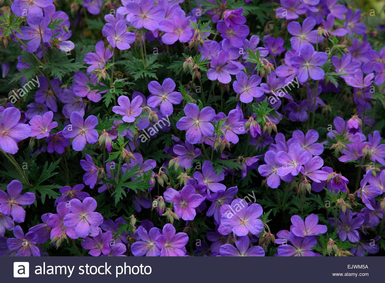Geranium Johnsons Blue Stock Photos & Geranium Johnsons Blue Stock ...
