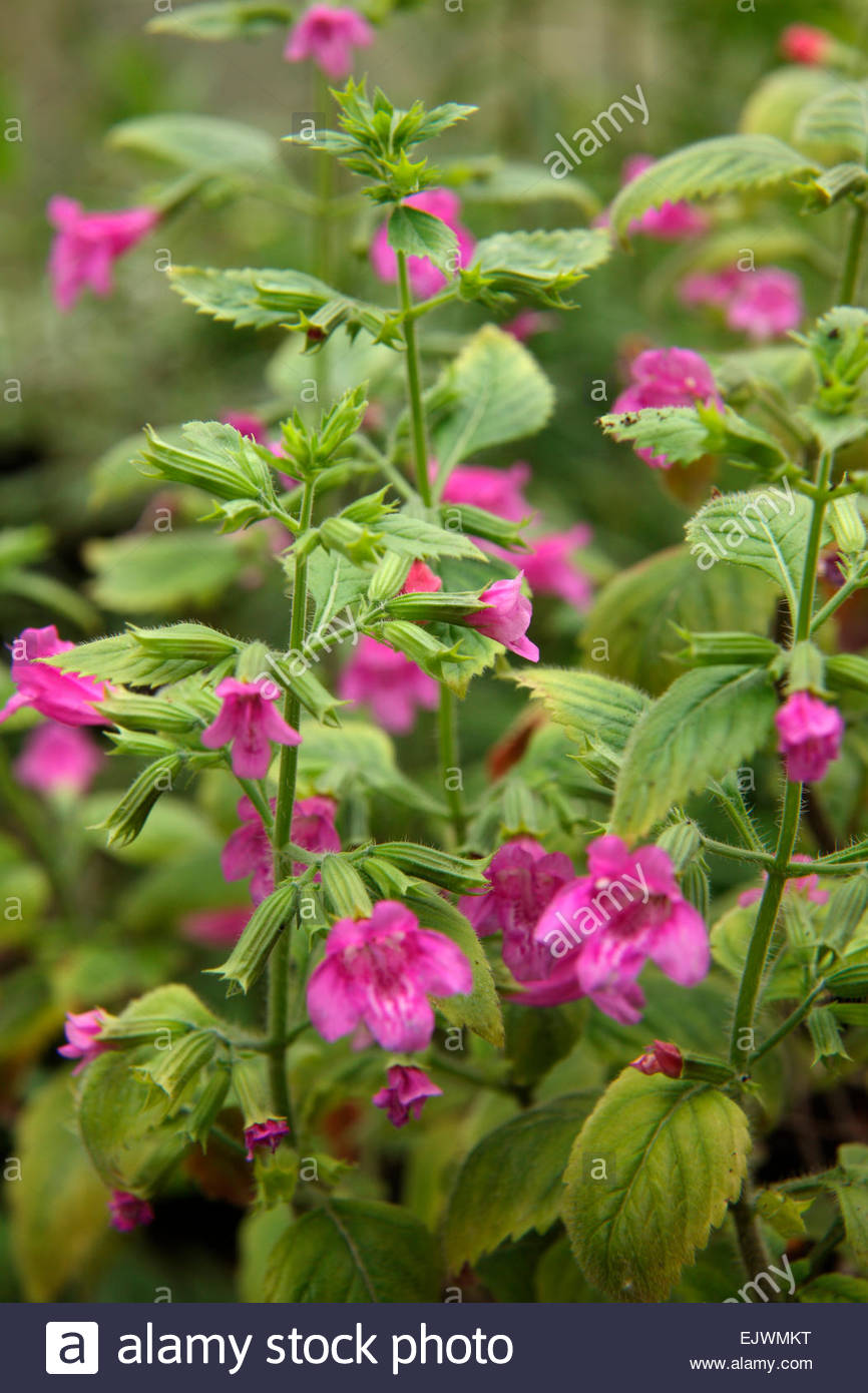 Calamintha Stock Photos & Calamintha Stock Images - Alamy