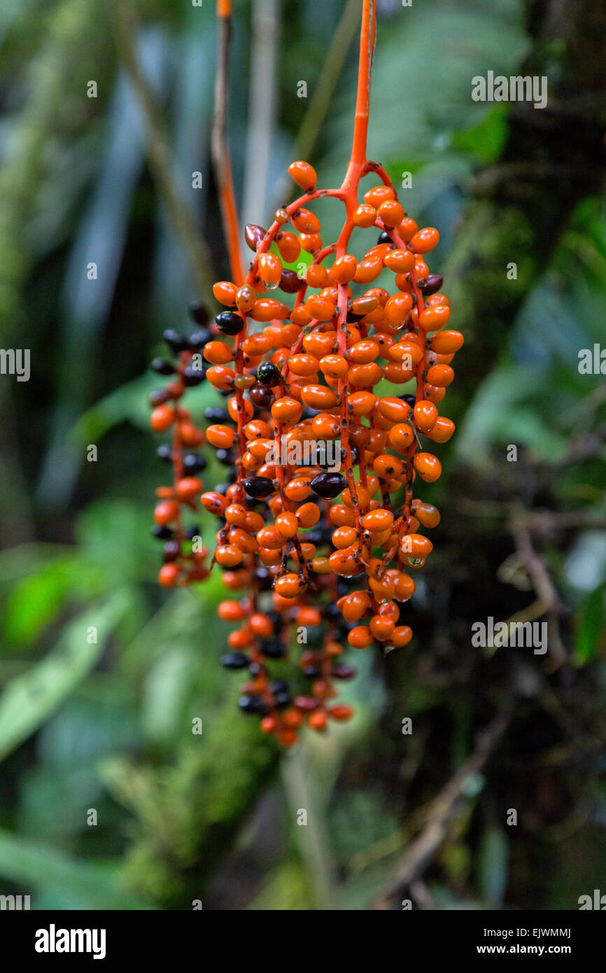 Peru, Machu Picchu Pueblo. Chamaedorea fruit Stock Photo - Alamy