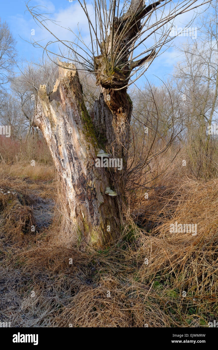 Fall dead dry hi-res stock photography and images - Alamy