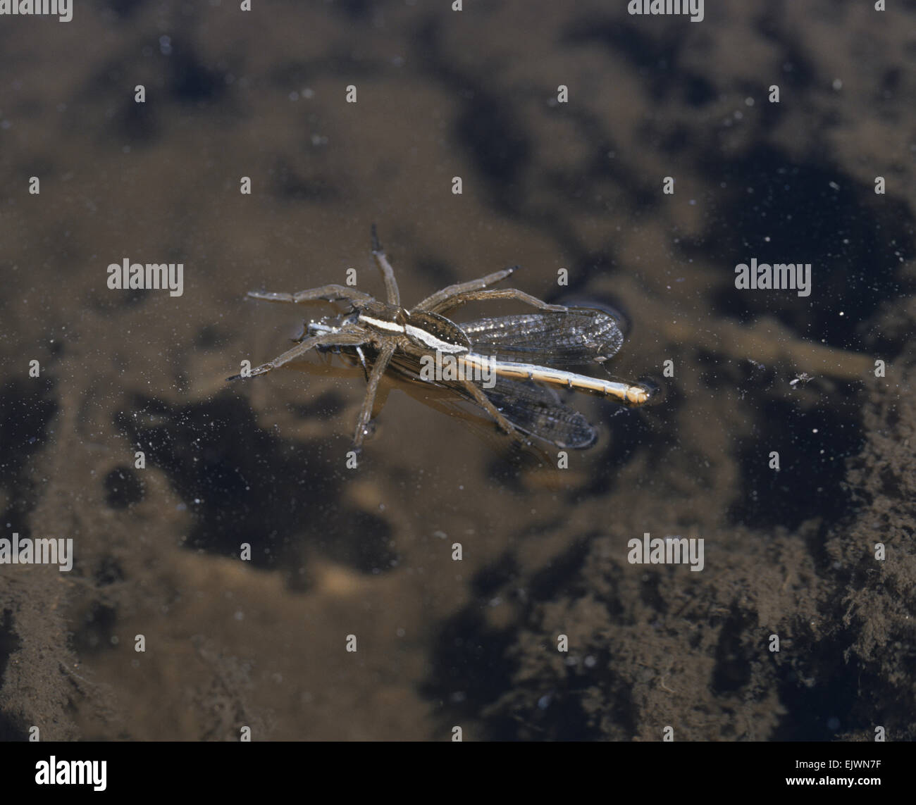 Swamp Spider - Dolomedes fimbriatus Stock Photo - Alamy