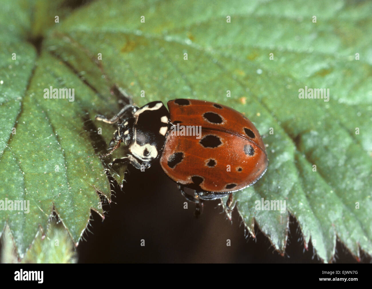 Eyed Ladybird - Anatis ocellata Stock Photo - Alamy