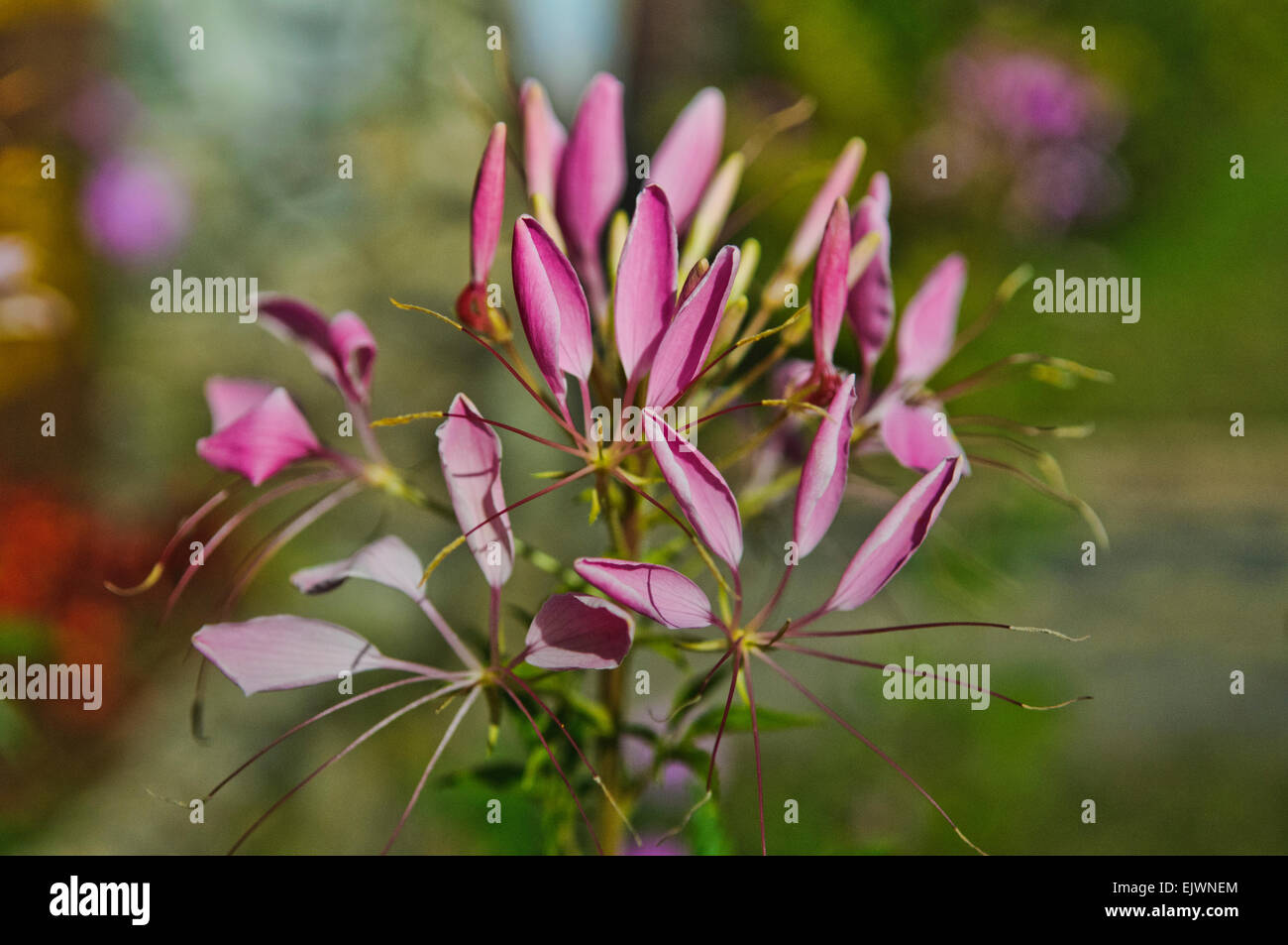 Wild Asian Pink Flower Stock Photo - Alamy
